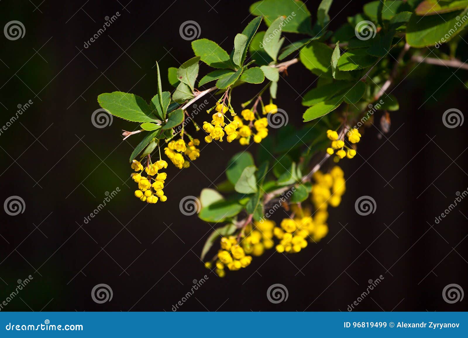 Yellow Branch of a Tree on a Dark Background Stock Image - Image of ...