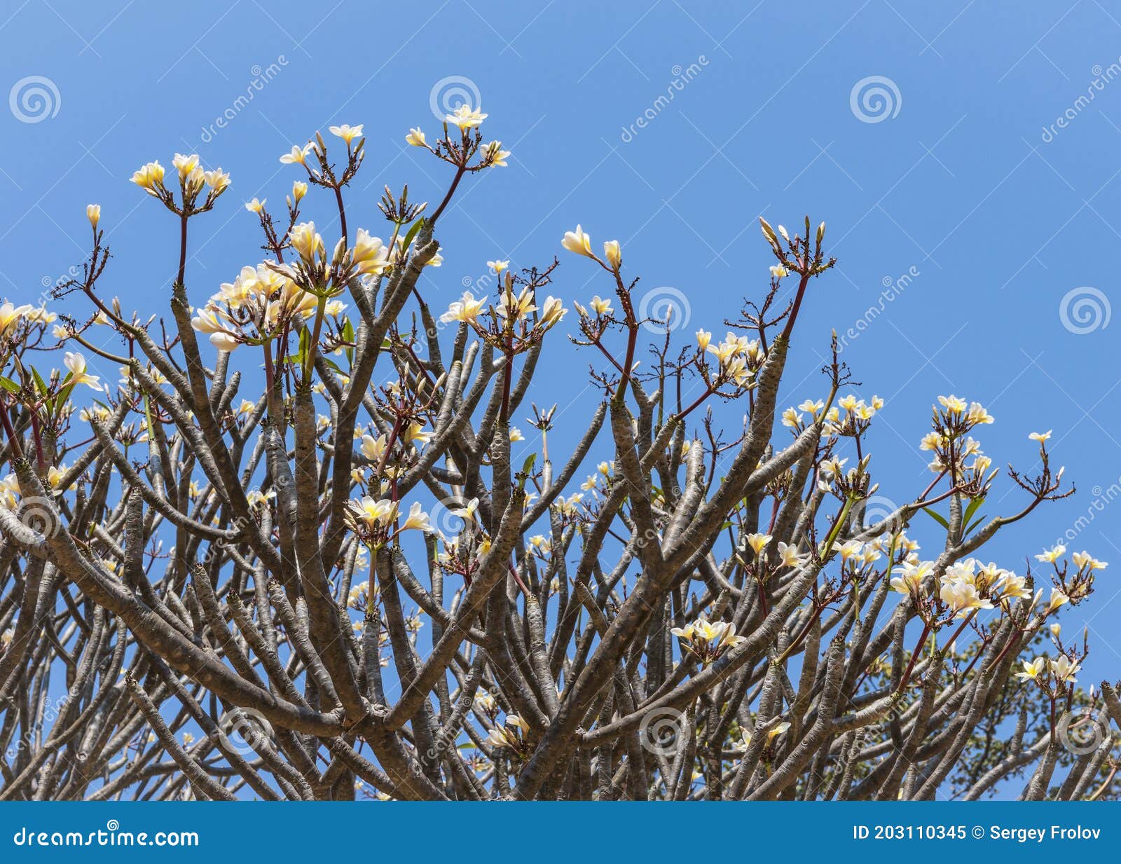 Yellow Flowers on a Tree in India Stock Image - Image of yellow, nature ...