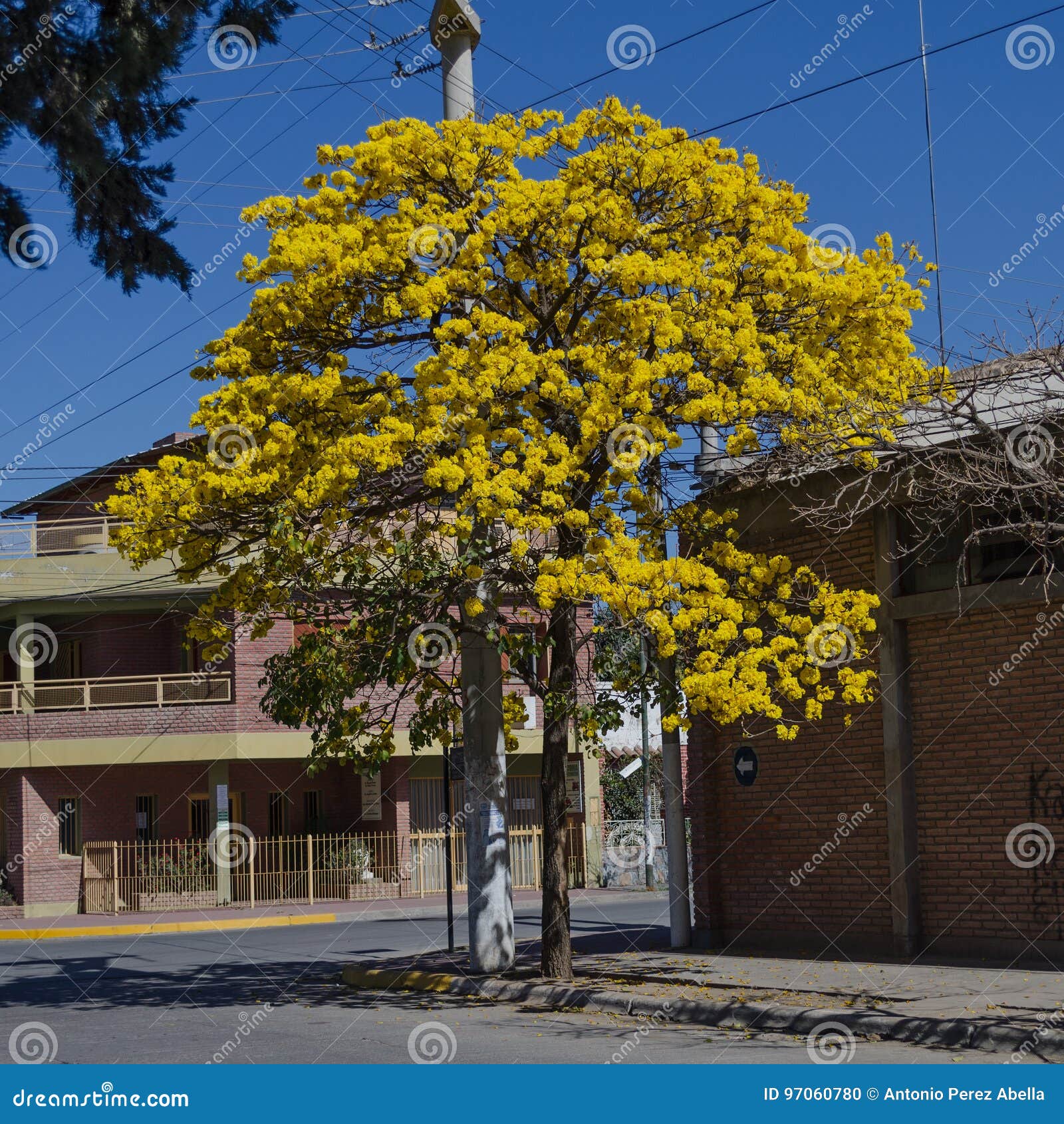 Tabebuia Specia Tree, Argentina Stock Photo - Image of daytime, flower ...