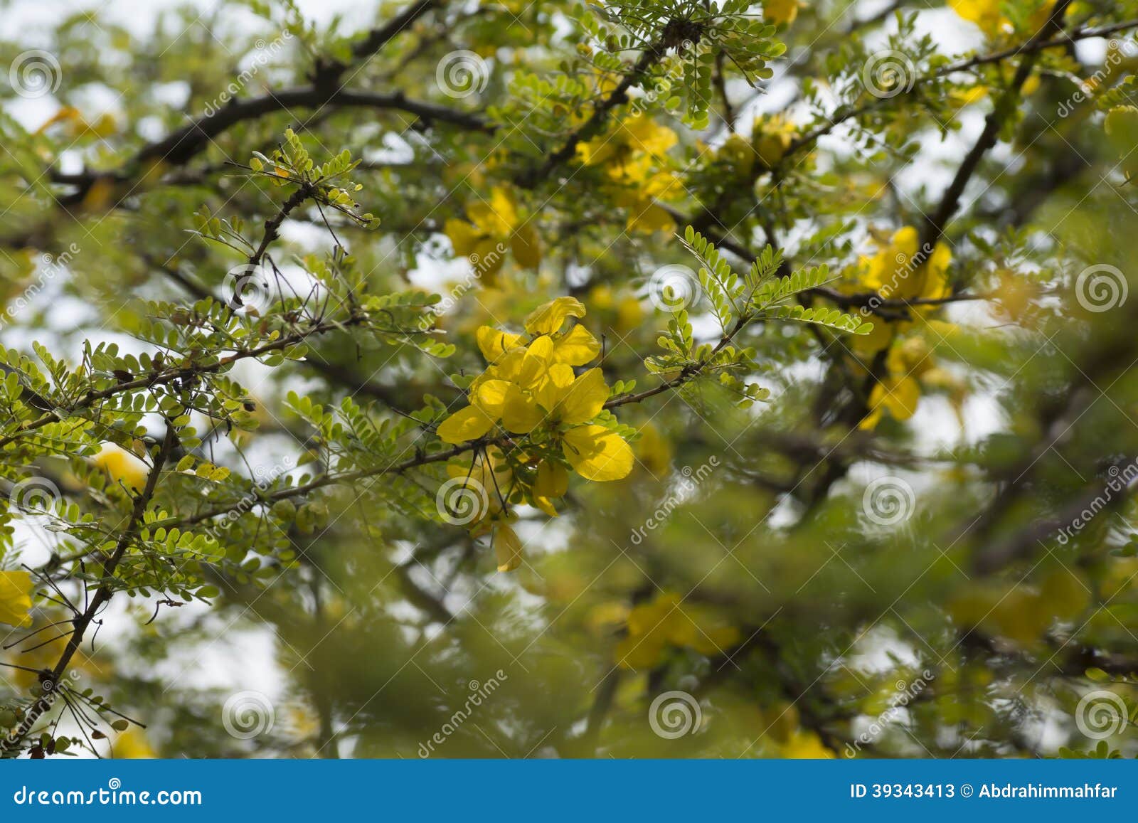 Yellow flowers at tree. stock image. Image of daisy, blur - 39343413