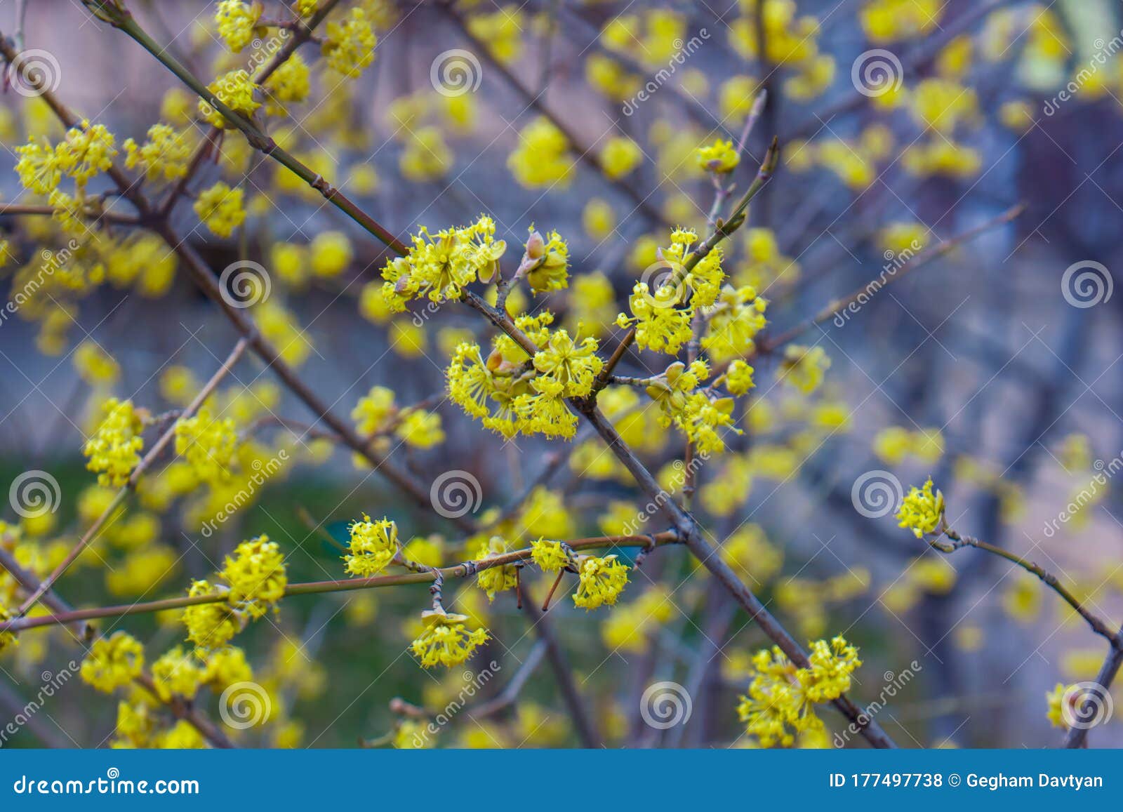 Yellow Flowers of a Tree in Spring Stock Photo - Image of natural ...