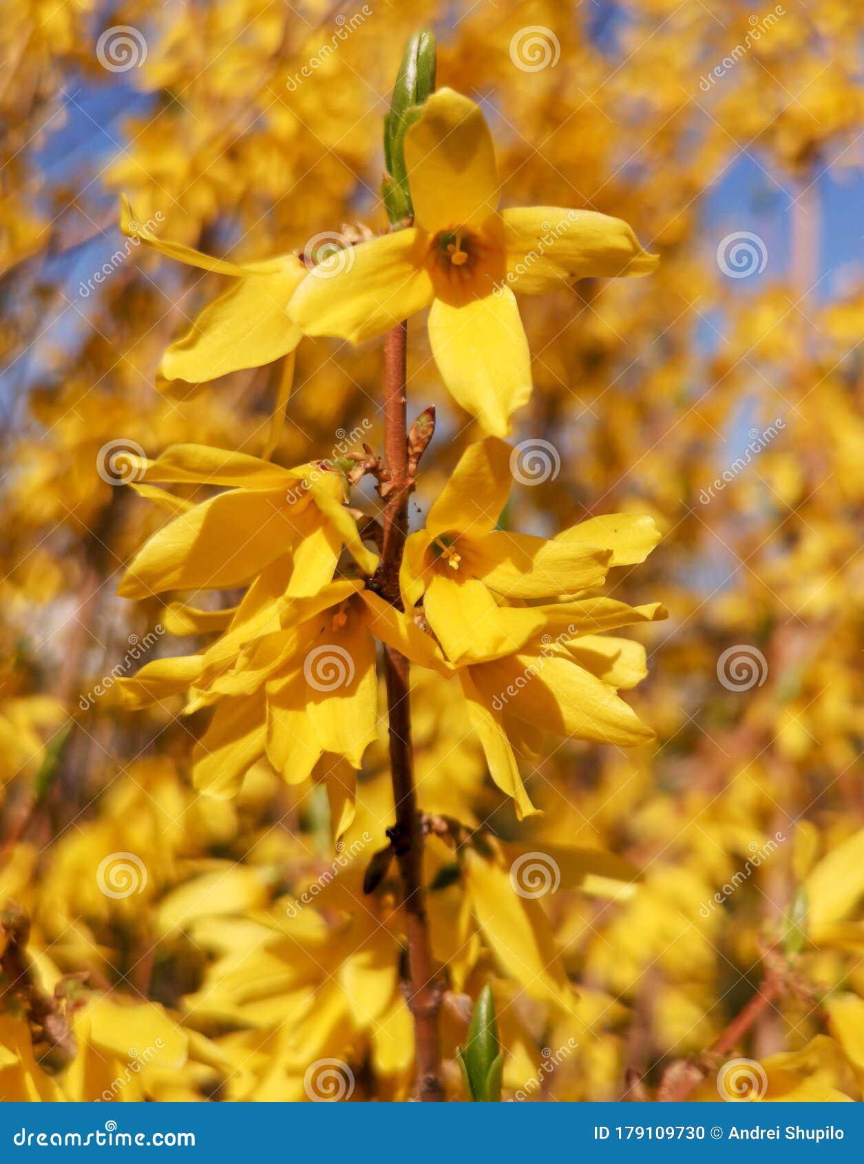 Yellow Flowers on a Tree in Spring Stock Photo - Image of summer ...
