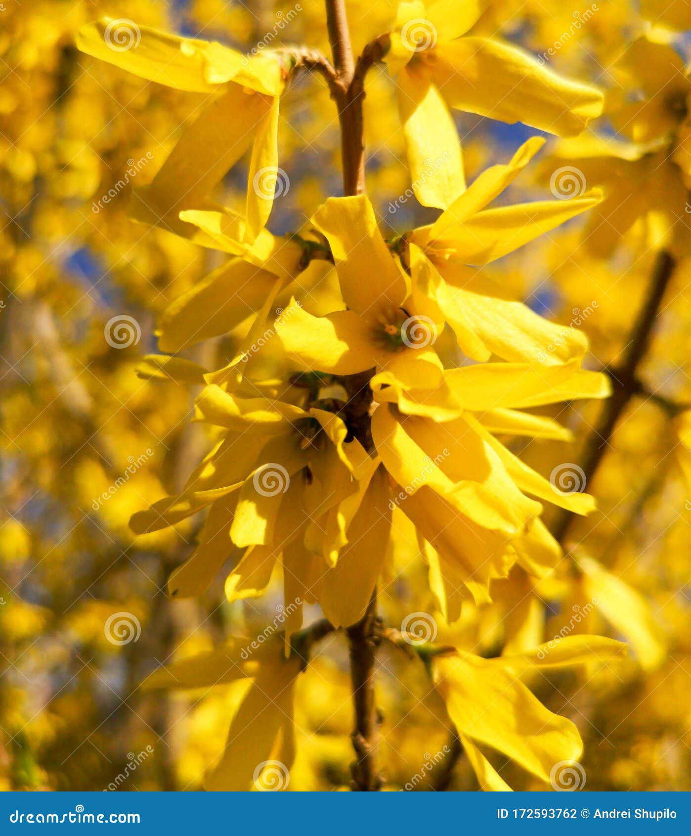 Yellow Flowers on a Tree in Spring Stock Photo - Image of garden ...