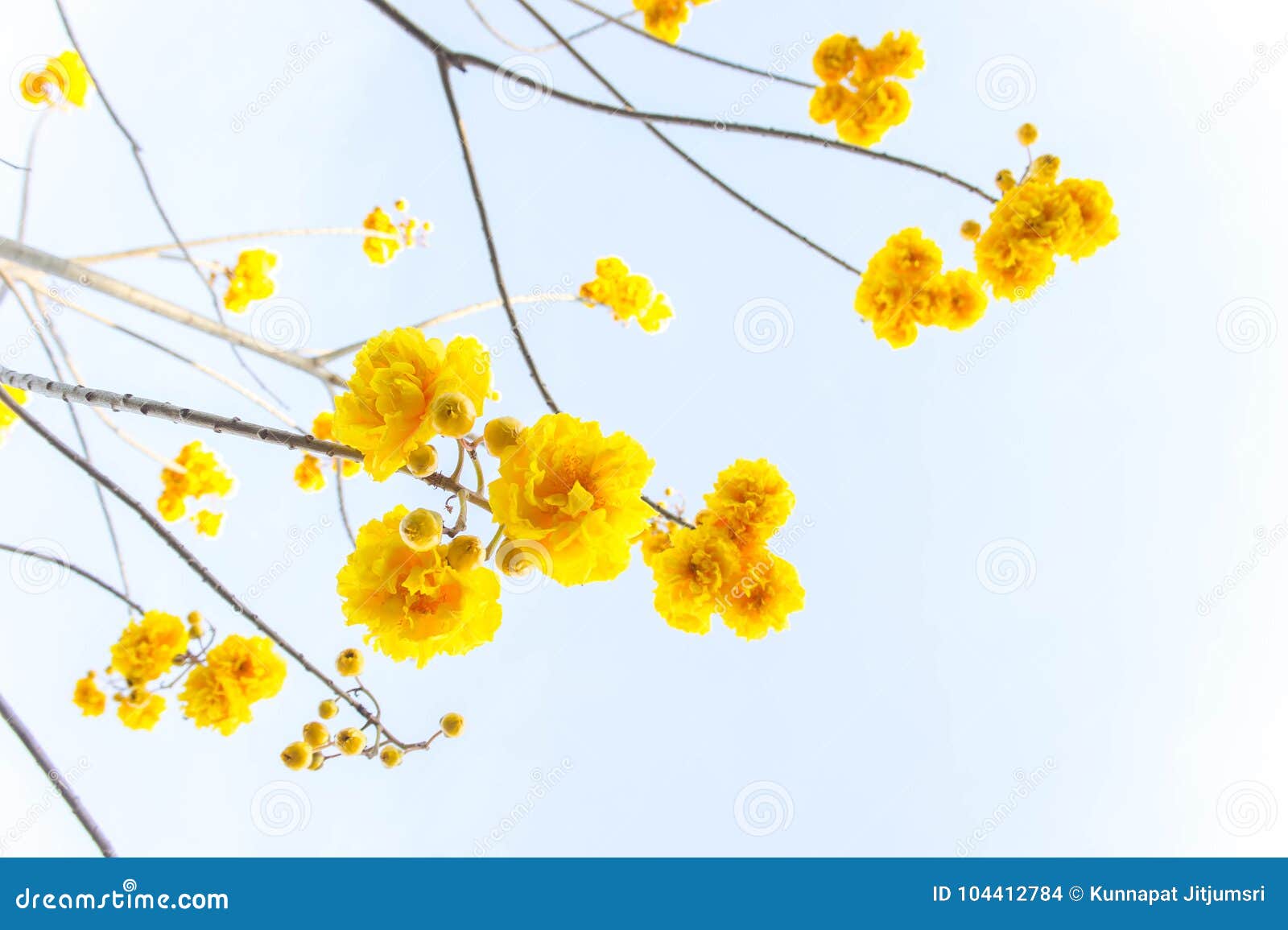 Yellow Flowers Tree on Top View Sky Background , Yellow Flowers Stock ...