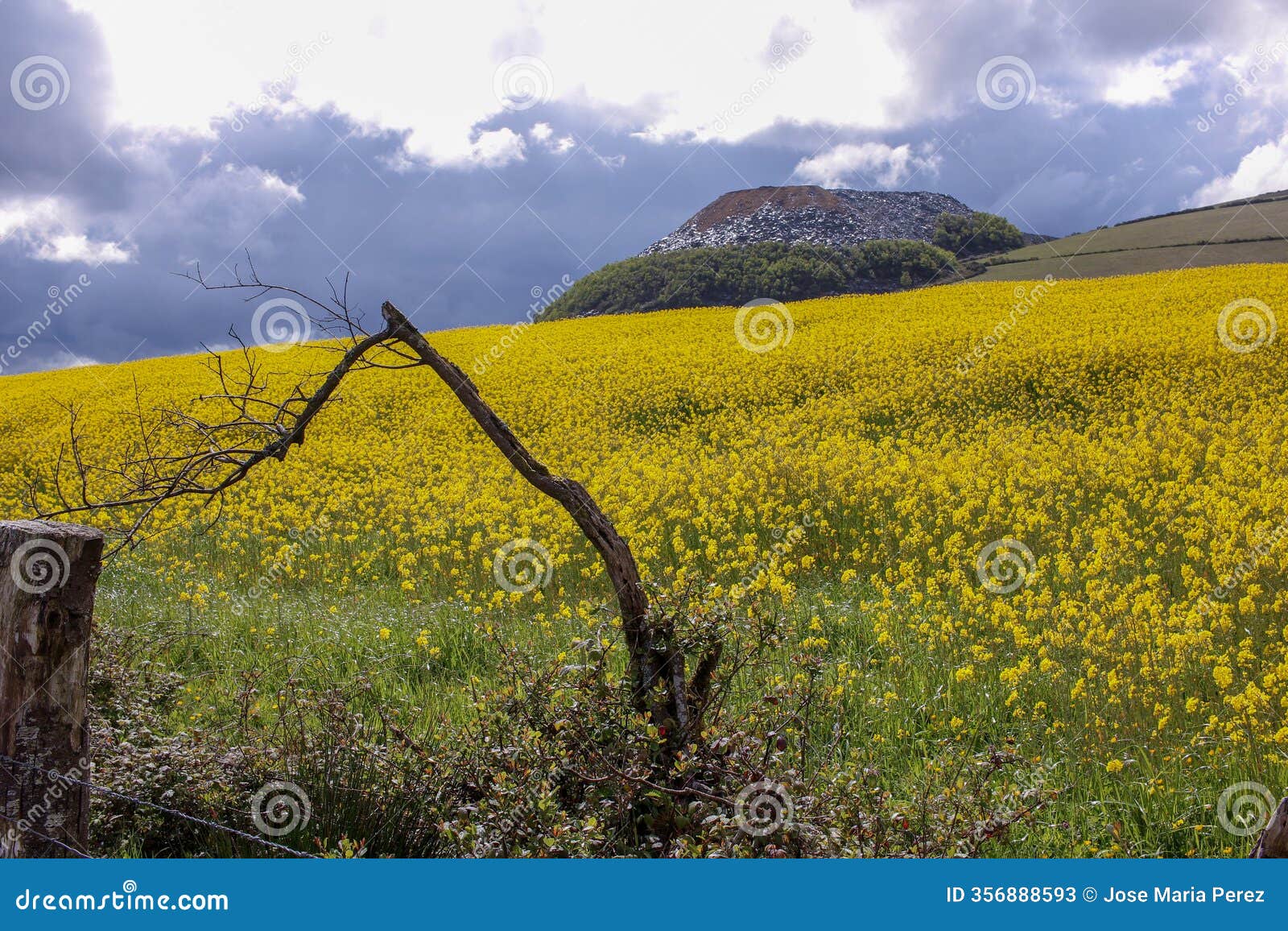 Yellow Flowers of Turnips in a Field Stock Image - Image of color ...