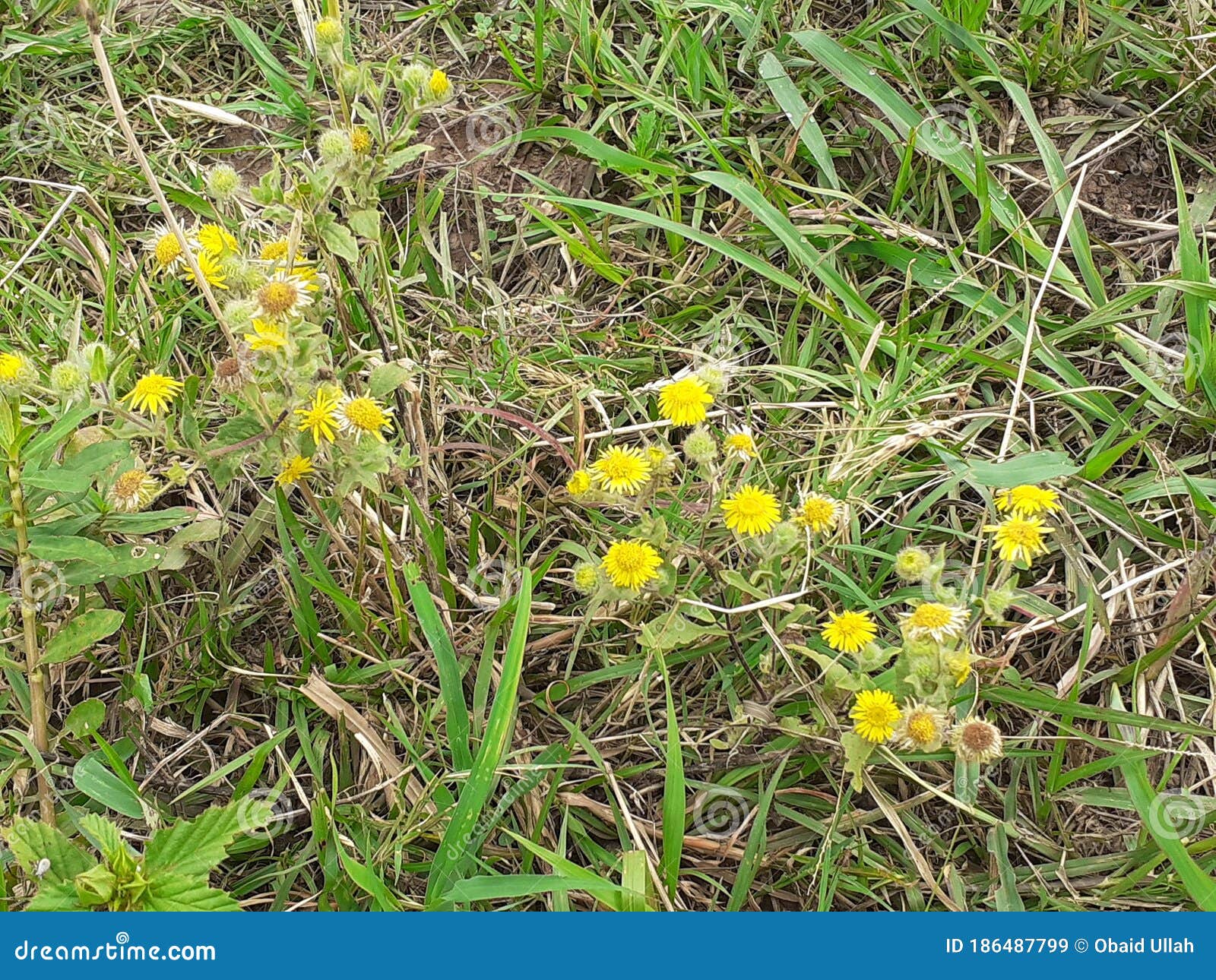Yellow flowers in valley stock image. Image of yellow - 186487799