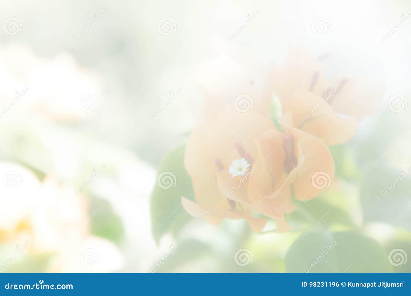 Yellow Flowers Vintage with White Filter Stock Photo - Image of flowers ...