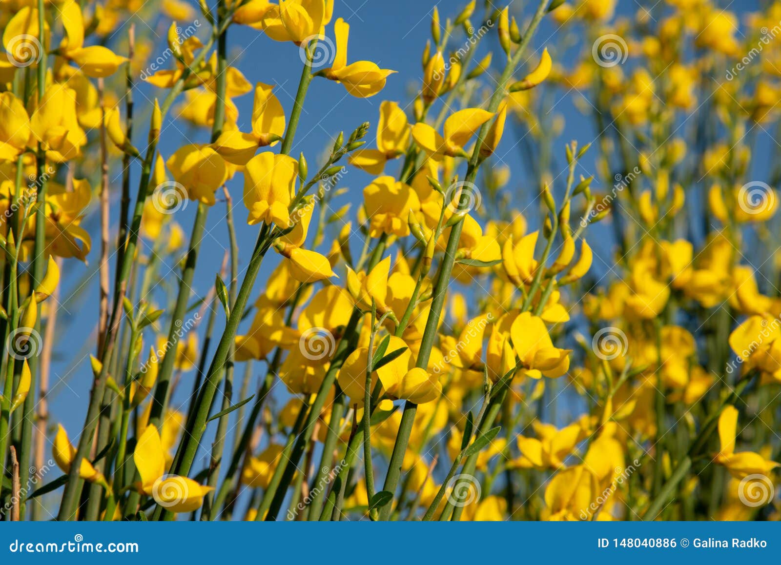 These are Yellow Flowers of Wild Genista. Background Stock Photo ...