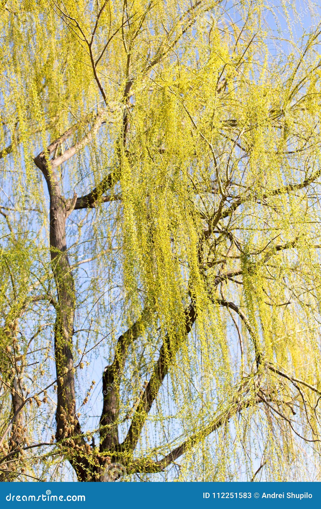 Yellow Flowers on Willow Branches in Spring Stock Image - Image of ...