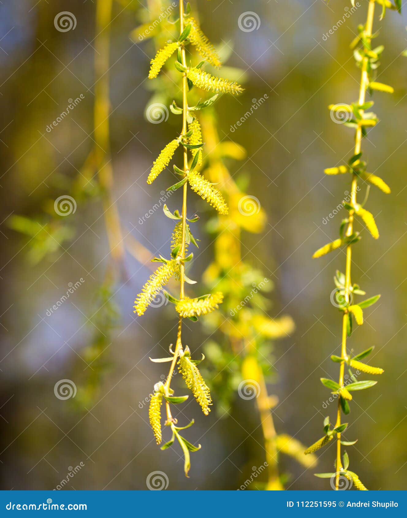Yellow Flowers on Willow Branches in Spring Stock Image - Image of ...
