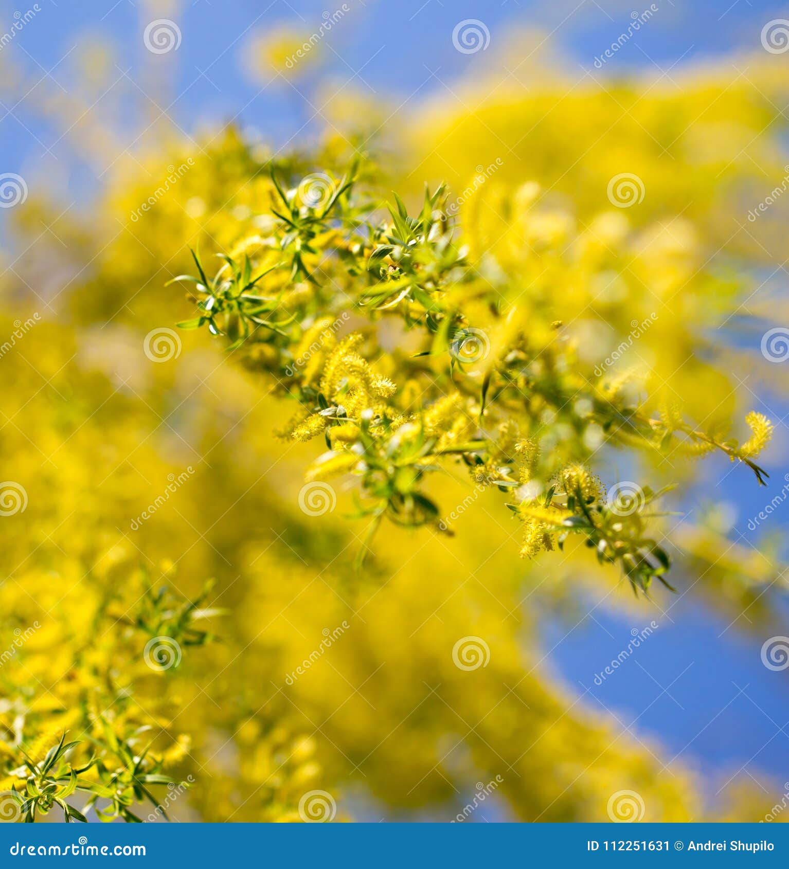 Yellow Flowers on Willow Branches in Spring Stock Image - Image of ...