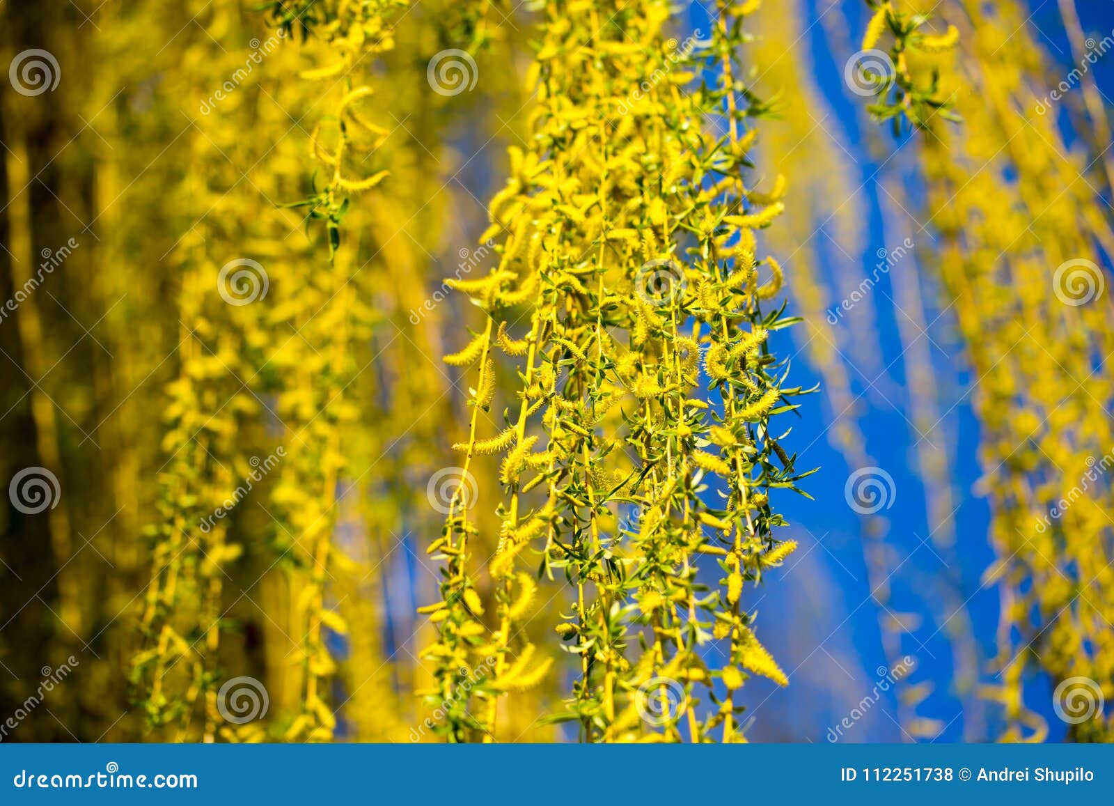 Yellow Flowers on Willow Branches in Spring Stock Photo - Image of ...