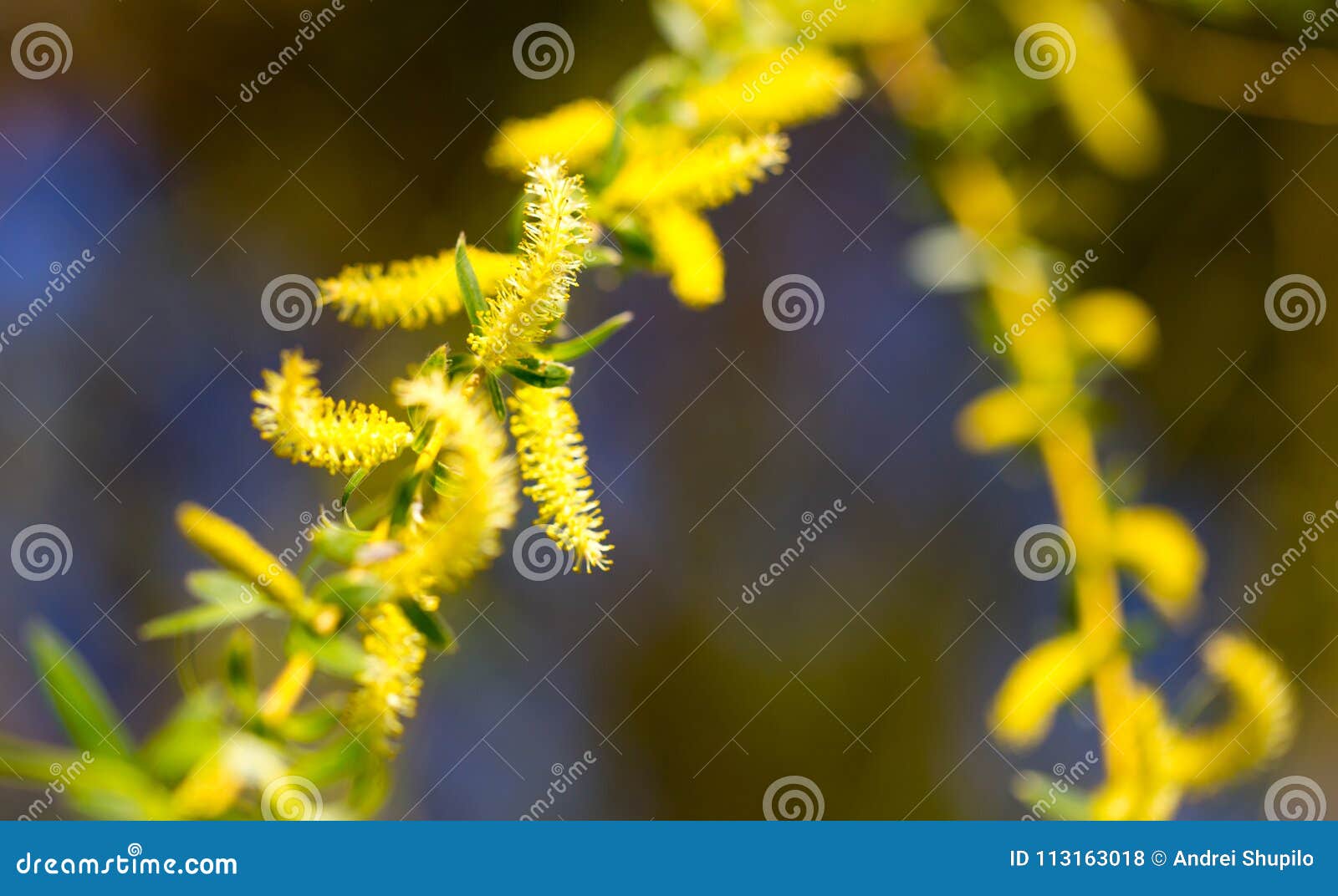 Yellow Flowers on Willow Branches in Spring Stock Photo - Image of ...