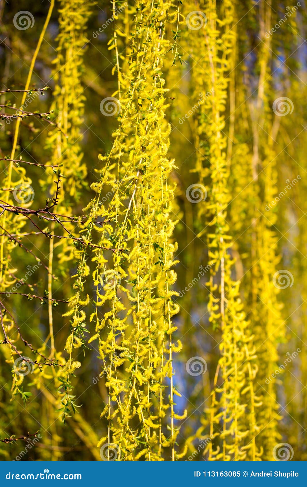 Yellow Flowers on Willow Branches in Spring Stock Image - Image of ...