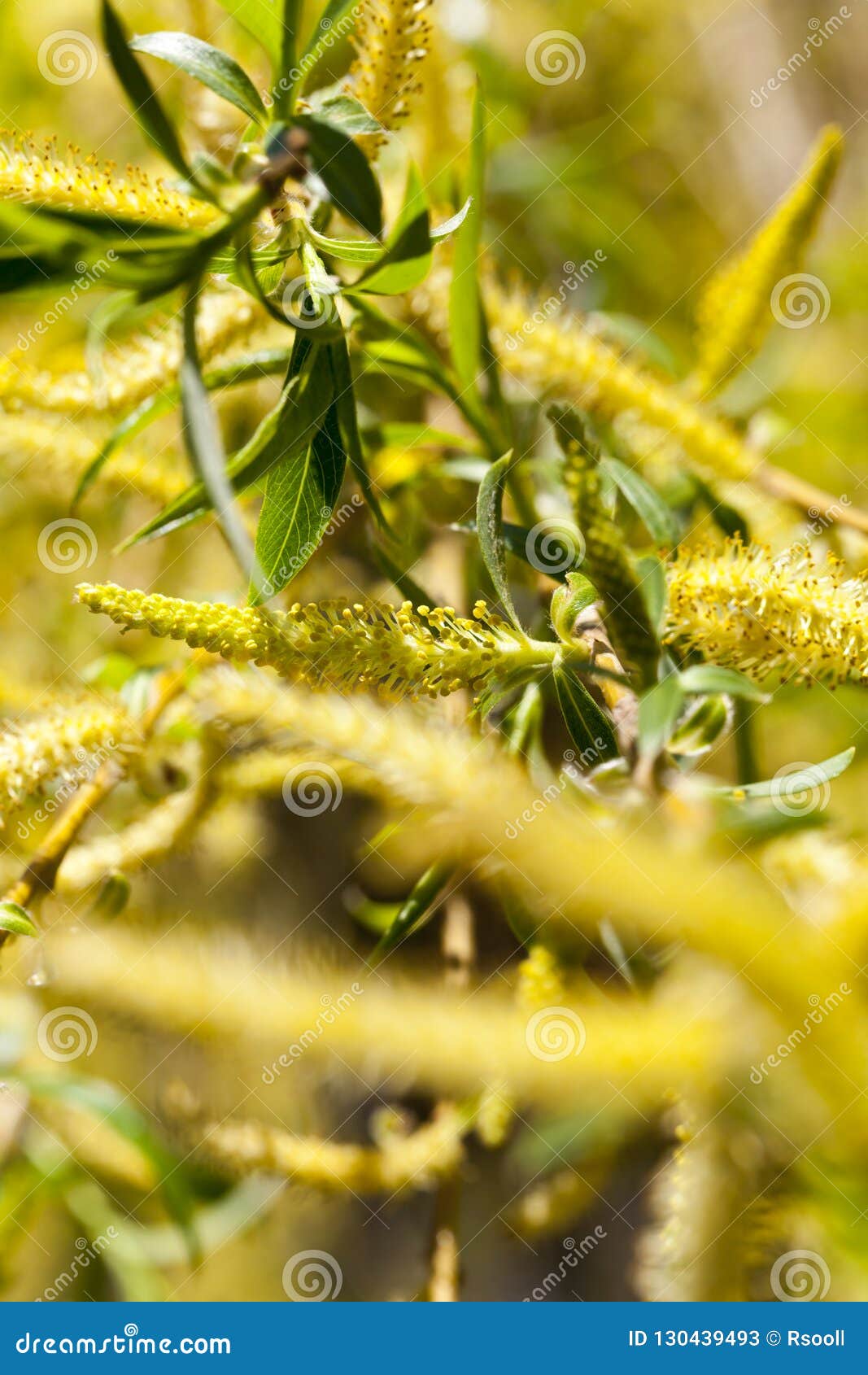 Yellow flowers willow stock image. Image of beauty, park - 130439493