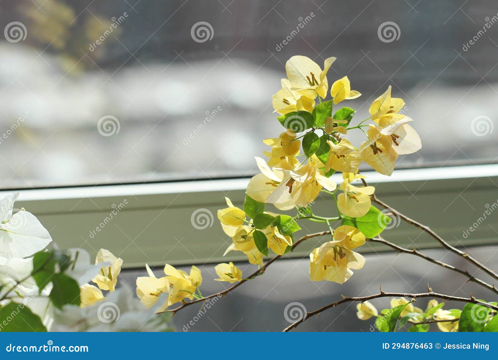 Yellow Flowers by the Window Stock Image - Image of bright, foliage ...