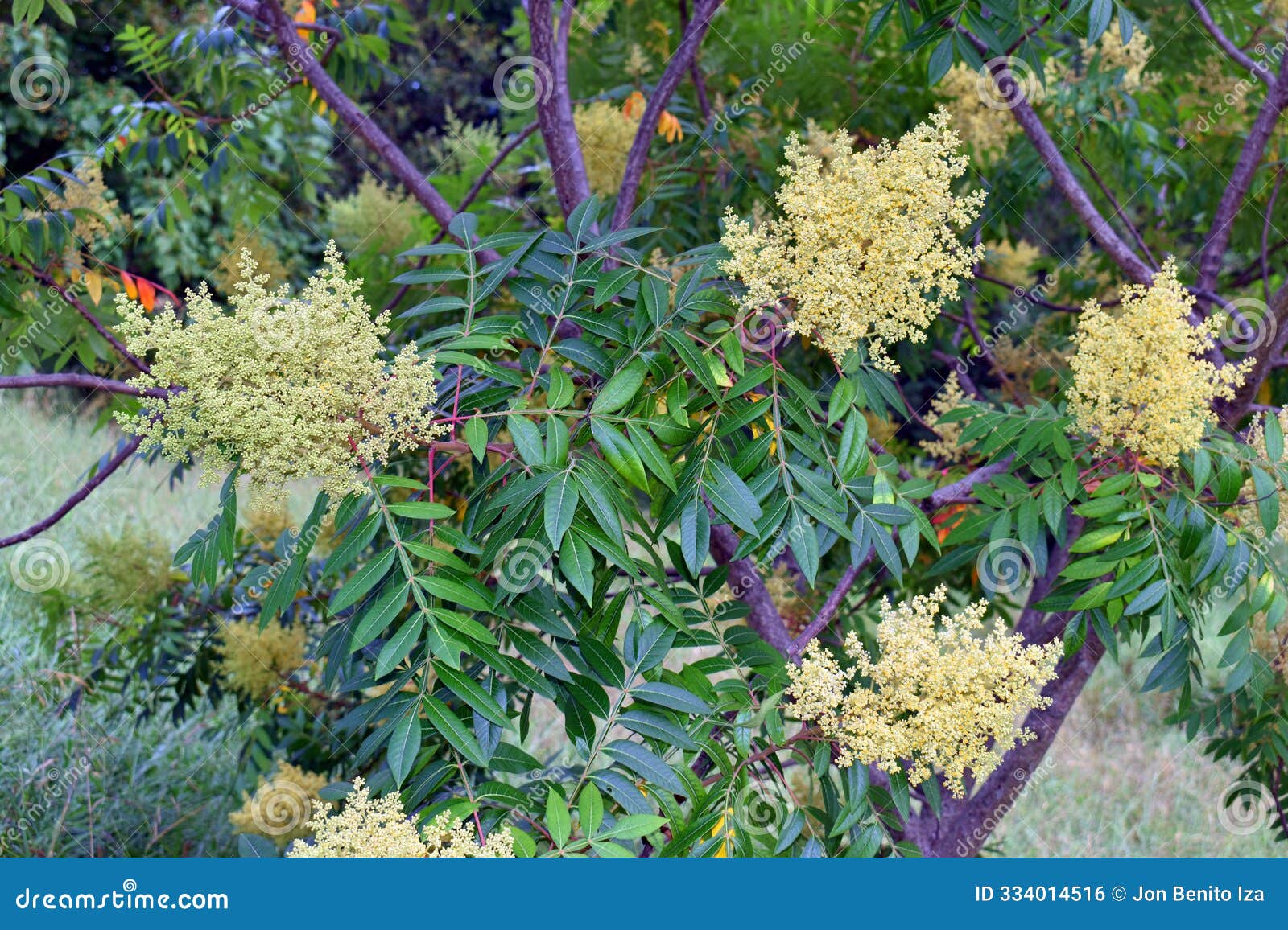 Sumac Lat. Rhus - Vinegar Tree Royalty-Free Stock Image | CartoonDealer ...