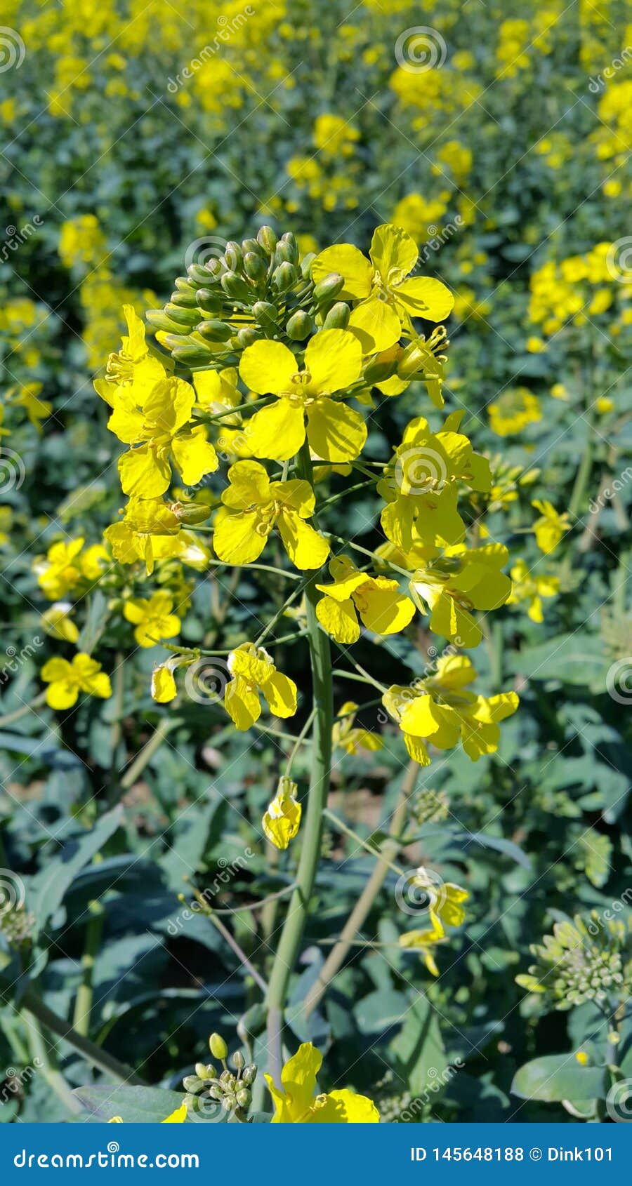 Yellow Flowers Winter Cress Stock Photo - Image of meadow, agricultural ...