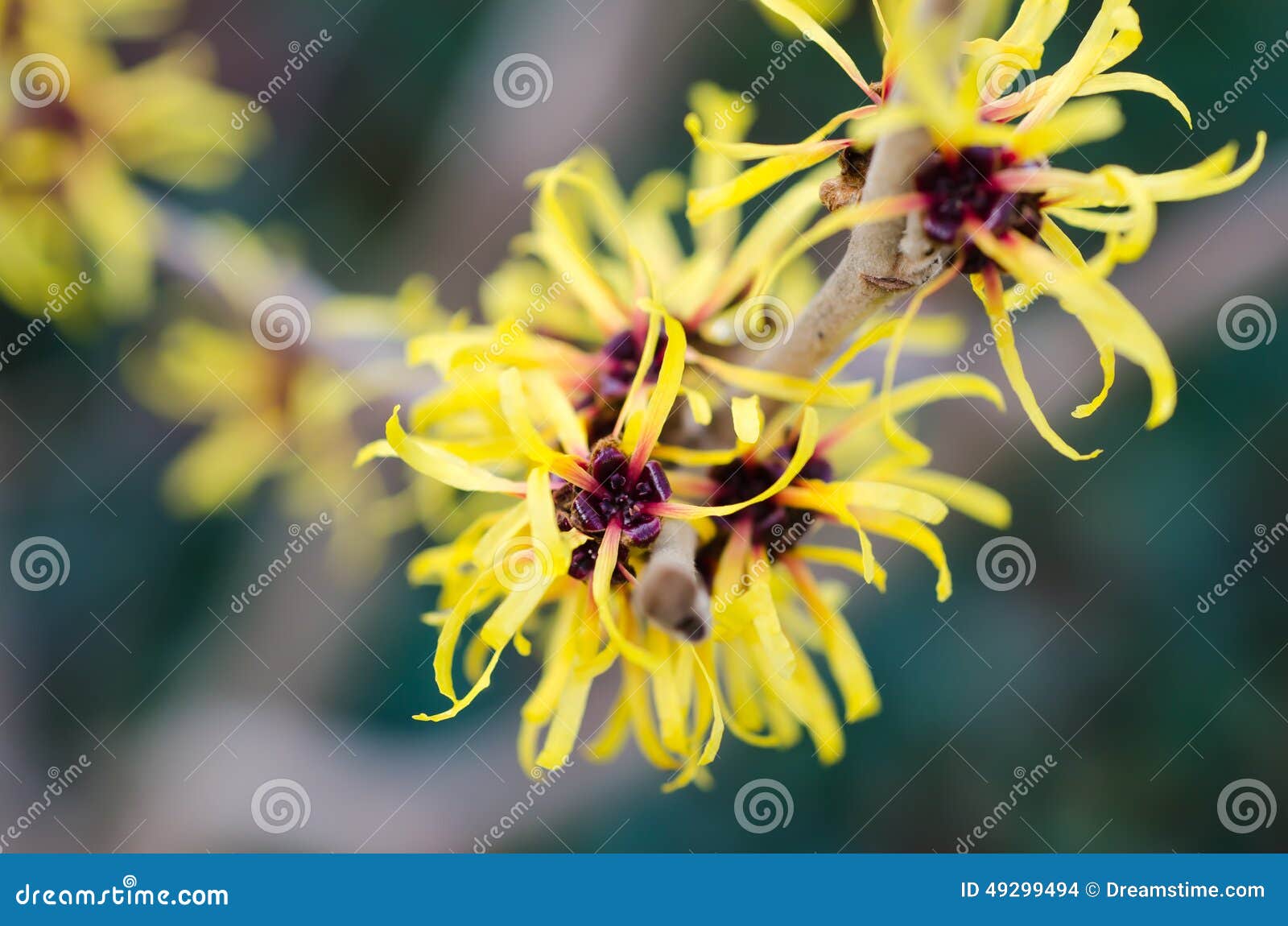 Yellow flowers winter stock photo. Image of detail, petals - 49299494
