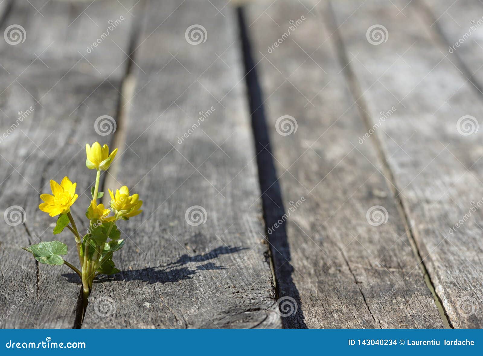 Yellow Flowers on Wooden Background Stock Photo - Image of table ...