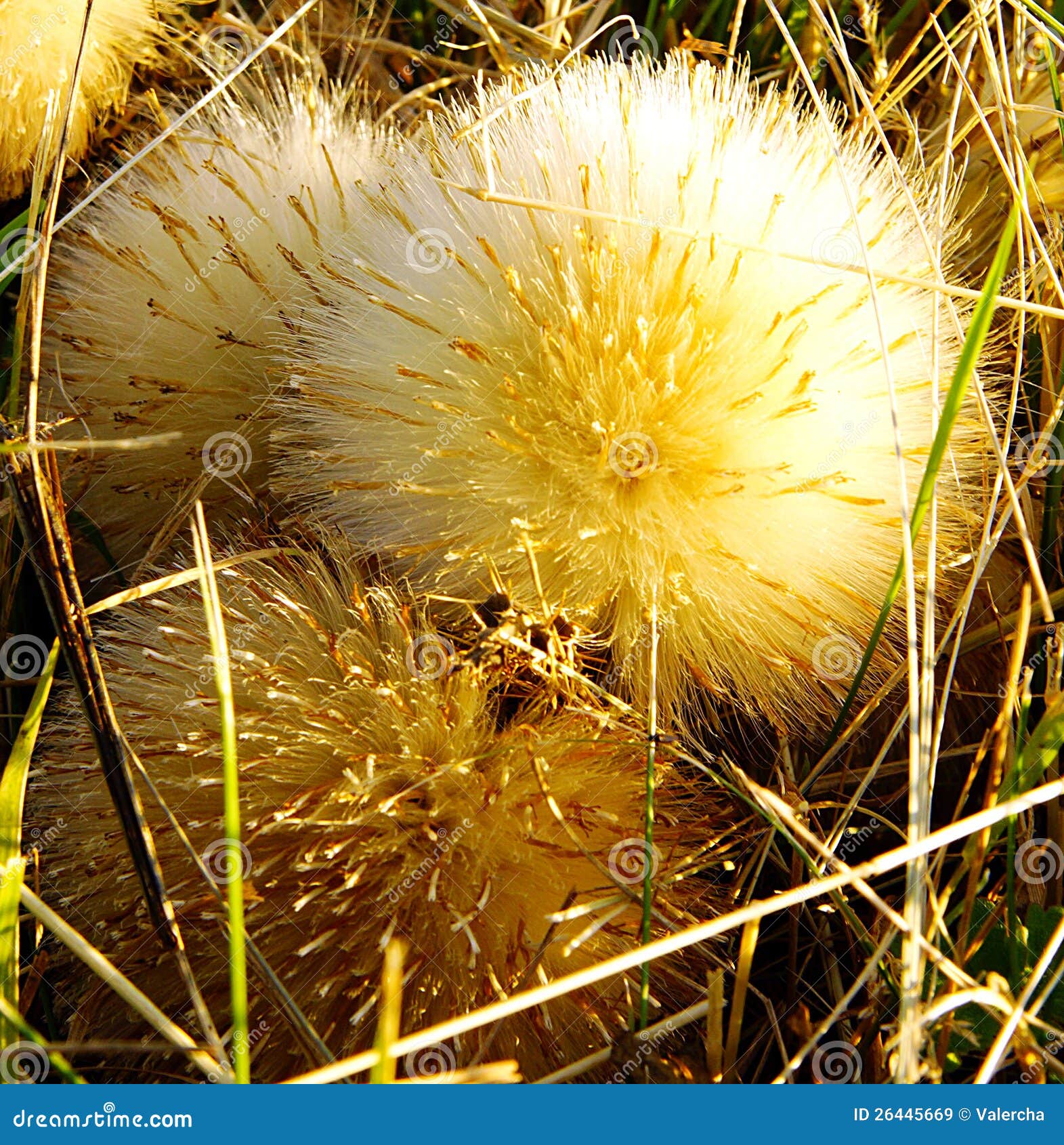 Yellow Fluffy Balls on the Grass Stock Image - Image of village, plants ...