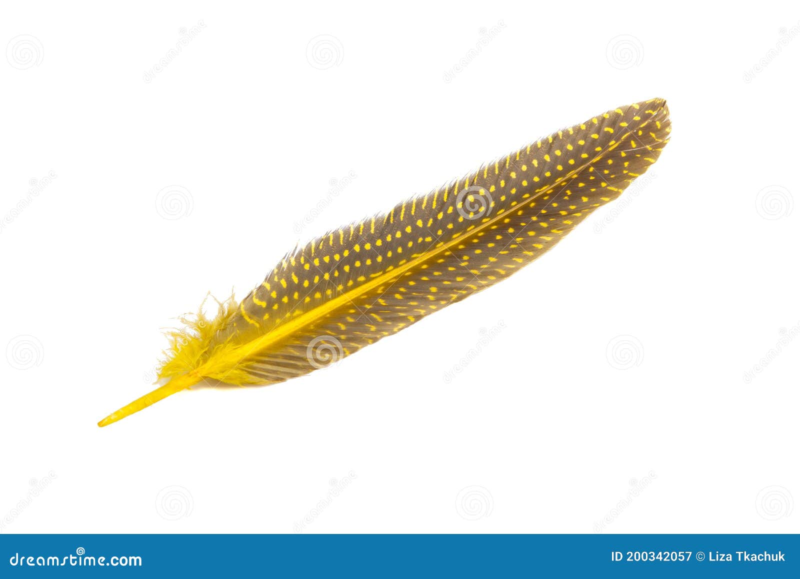 Yellow Fluffy Decorative Bird Feather Isolated on the White Stock Image ...