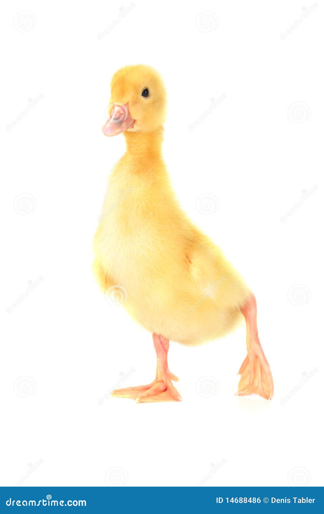 Yellow fluffy duckling stock photo. Image of pets, livestock - 14688486