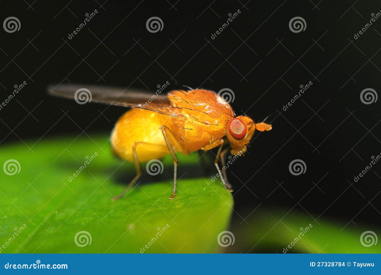 Yellow fly stock photo. Image of insect, micro, rest - 27328784