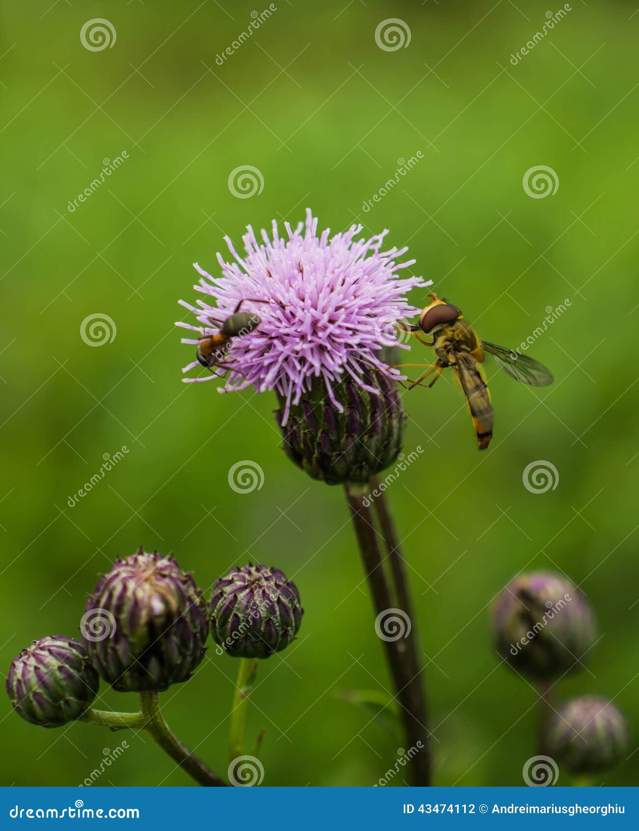 Yellow Fly and a Ant on a Flower Stock Photo - Image of color, time ...