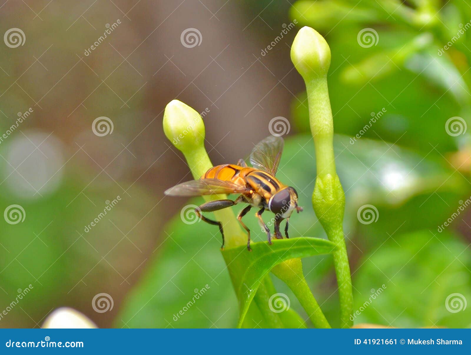 Yellow Fly stock image. Image of habitat, india, green - 41921661