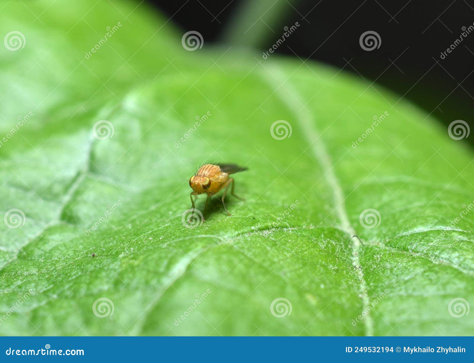 A Yellow Fly with Green Eyes Sits on a Leaf. Stock Photo - Image of ...