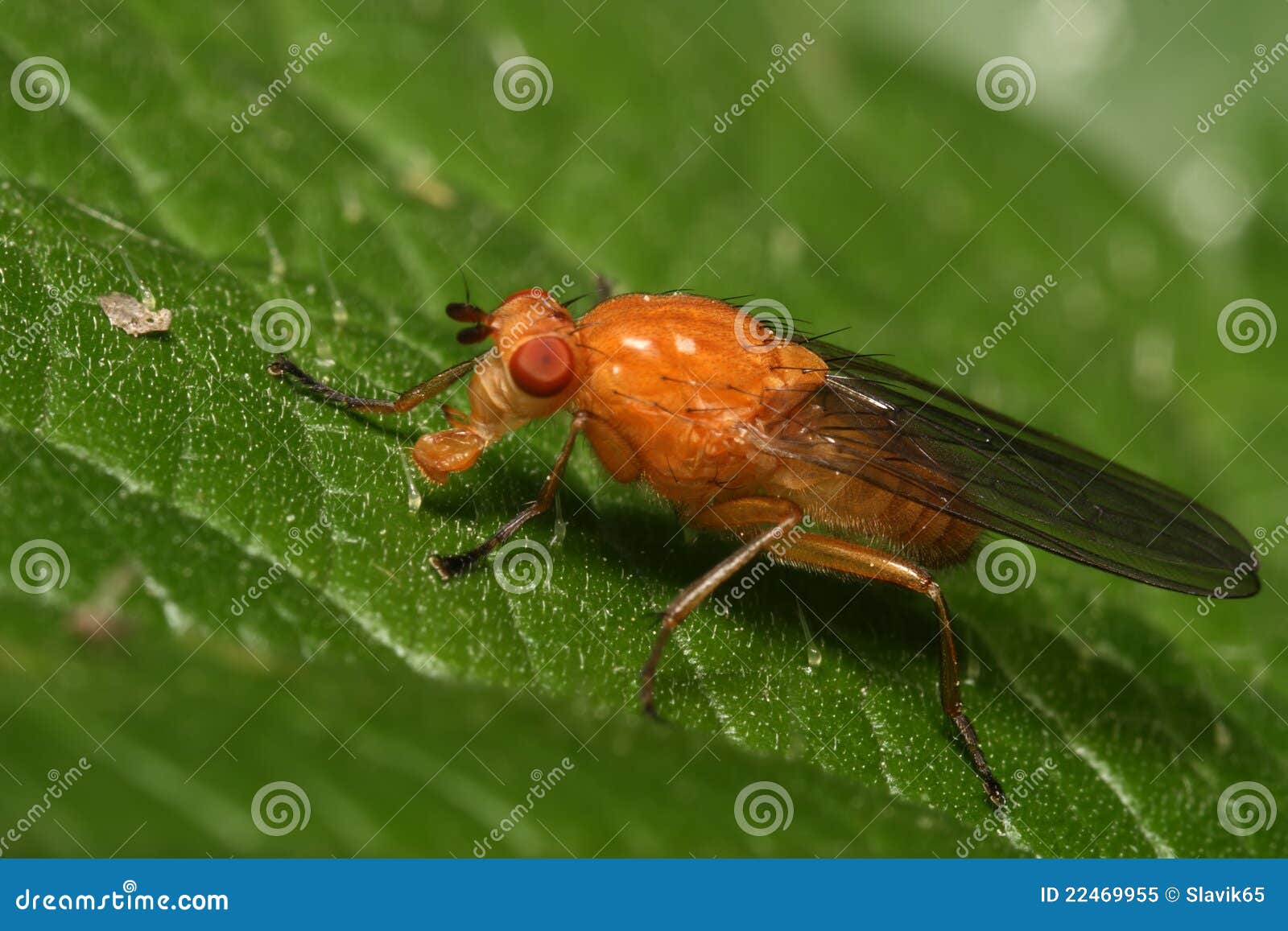 Yellow Fly on Green Sheet. Macro Stock Image - Image of streaks ...