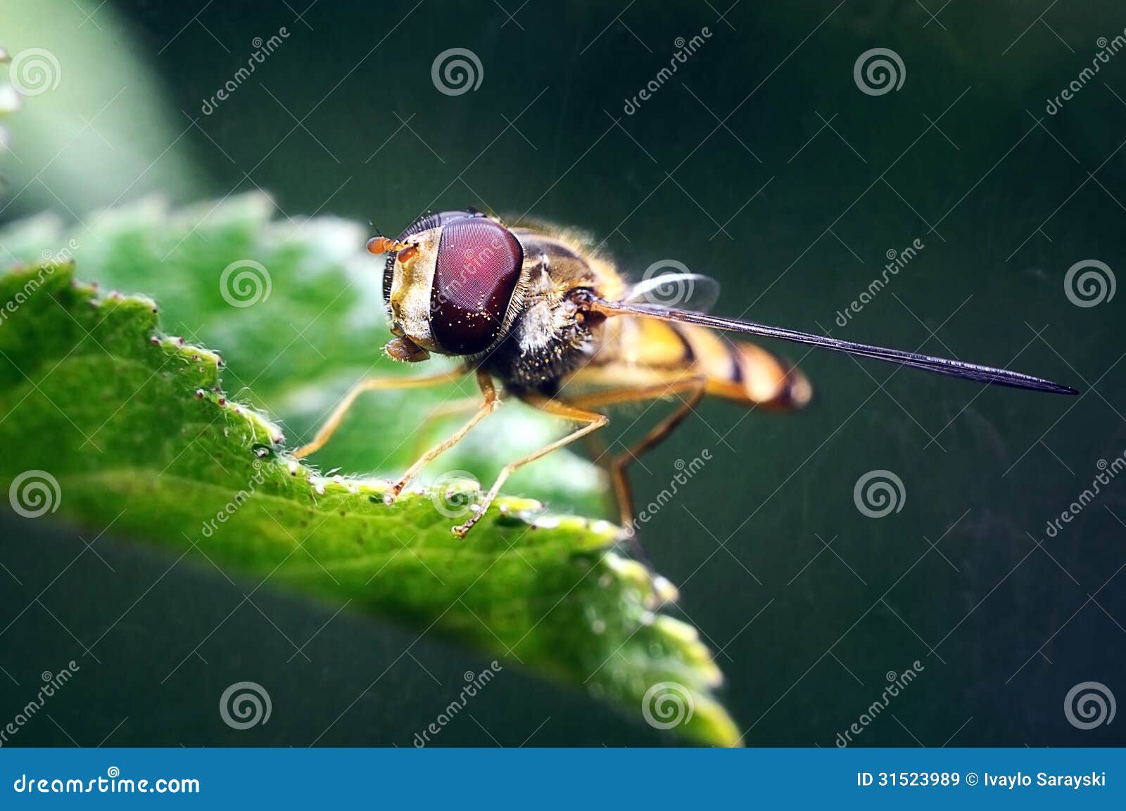 Yellow fly stock image. Image of color, bumble, hornet - 31523989