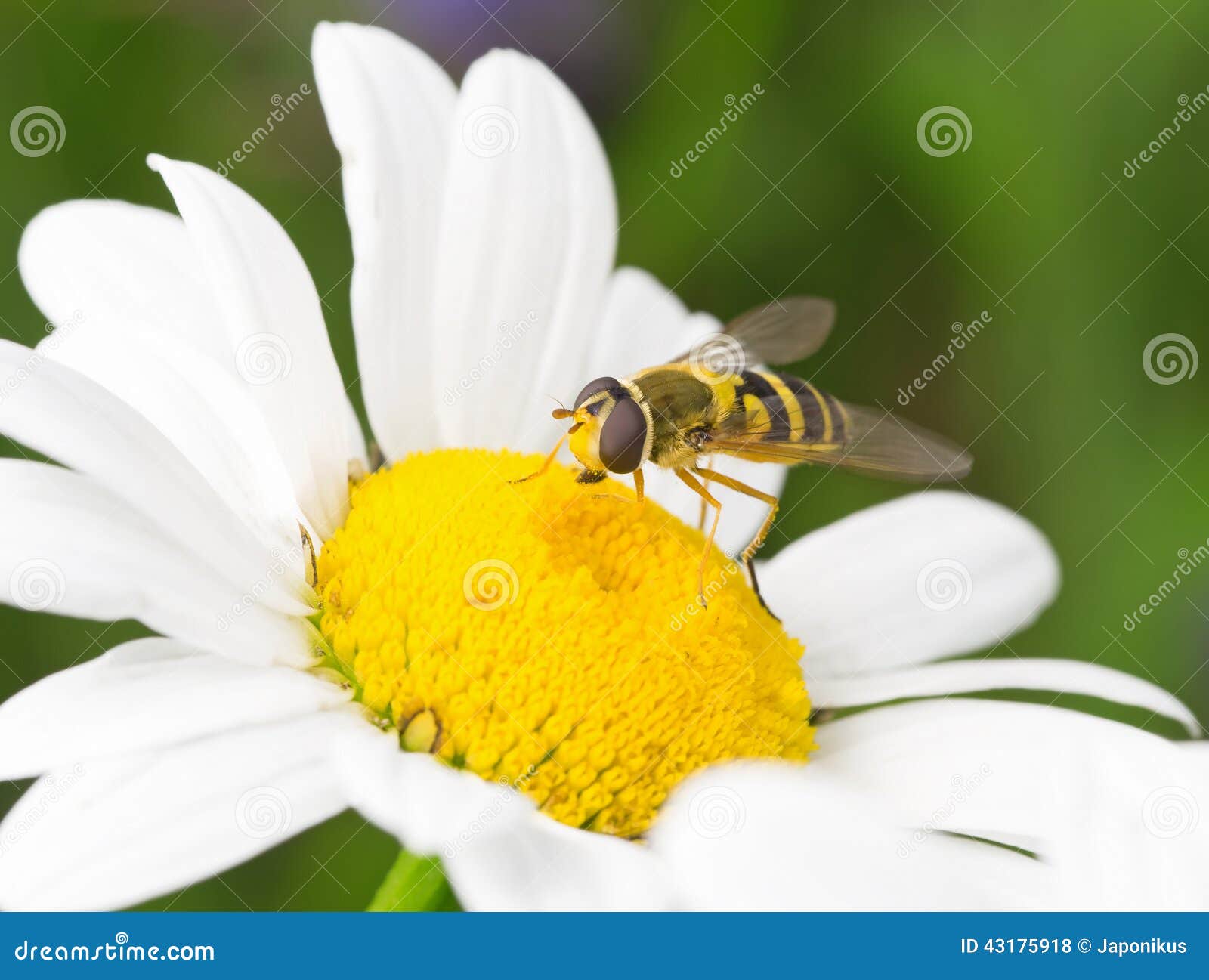 Yellow fly macro stock photo. Image of green, legs, detail - 43175918