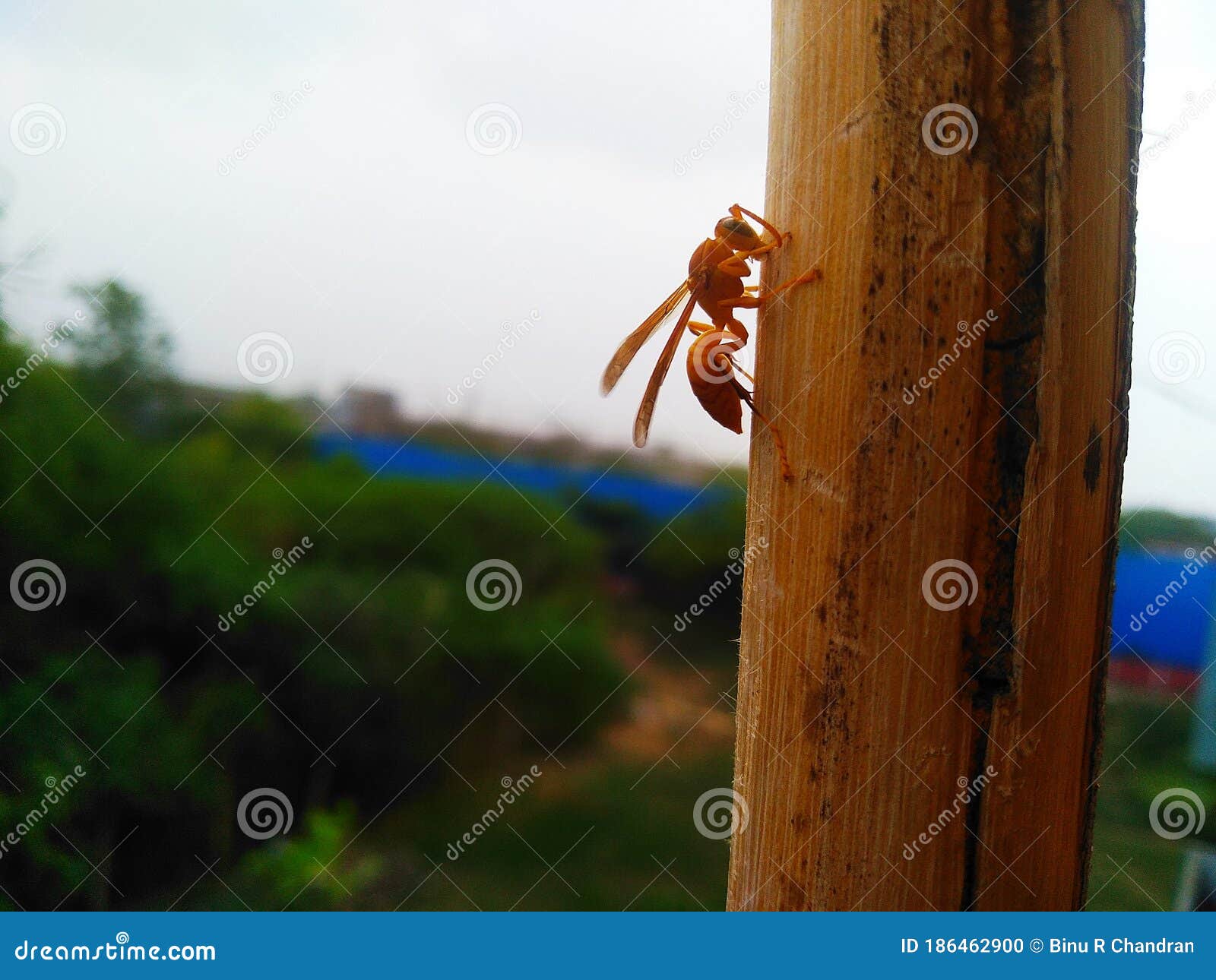 Yellow Fly in Wood Look so Nice Stock Photo - Image of nice, yellow ...