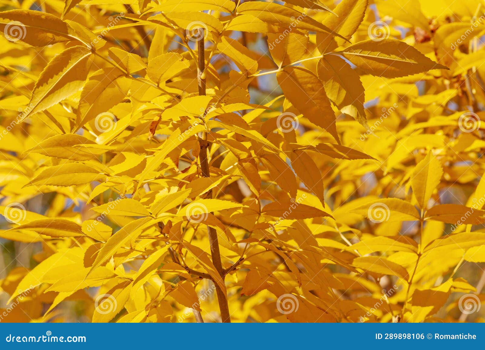 Yellow Foliage of Ash Tree at Fall Stock Photo - Image of branches ...