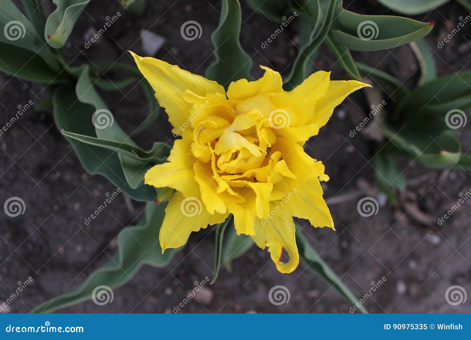 Yellow follower in spring stock image. Image of flower - 90975335