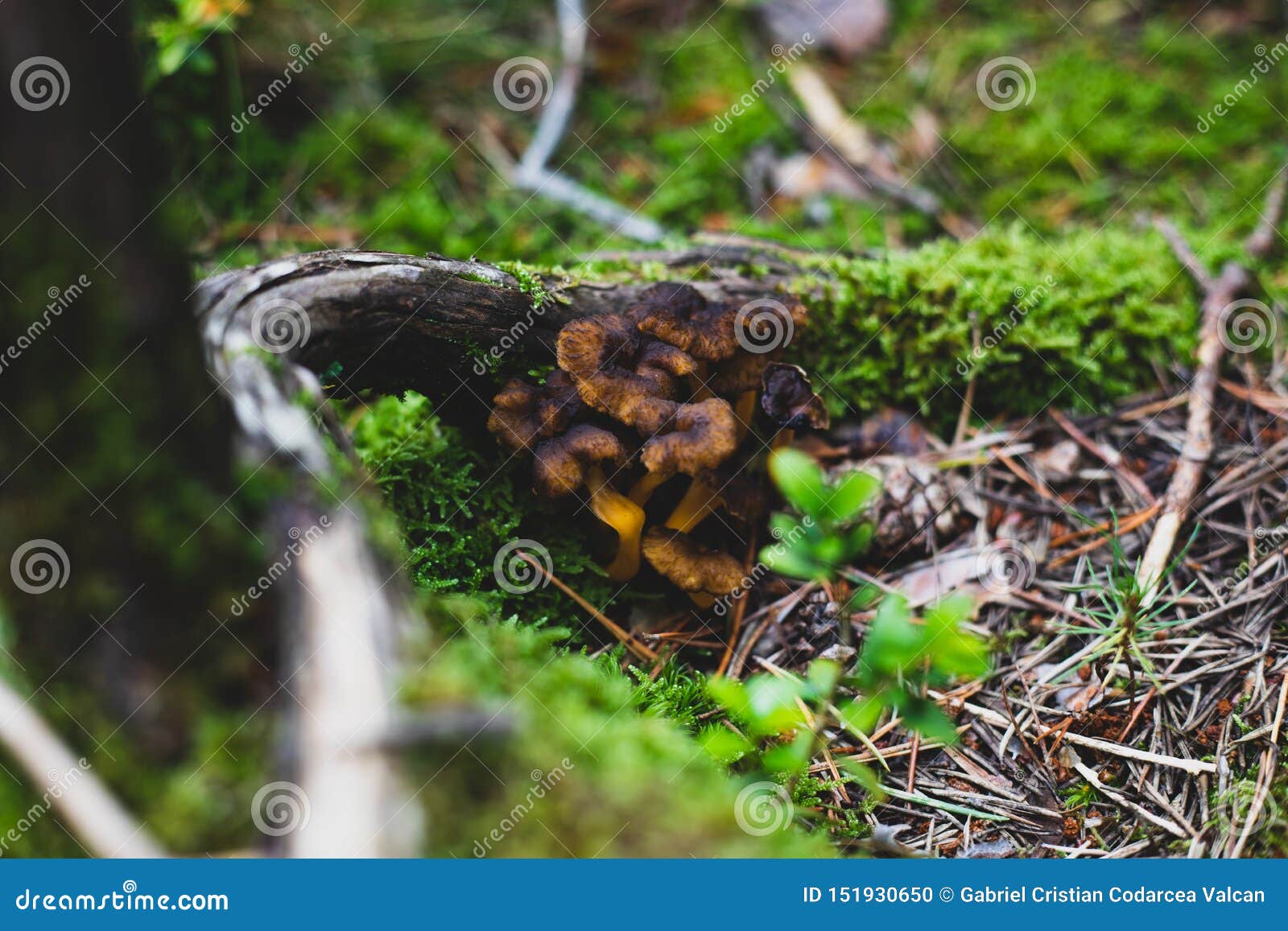Foot And Root Rot Which Fungus Is Causing The Problem On Tree Stock ...
