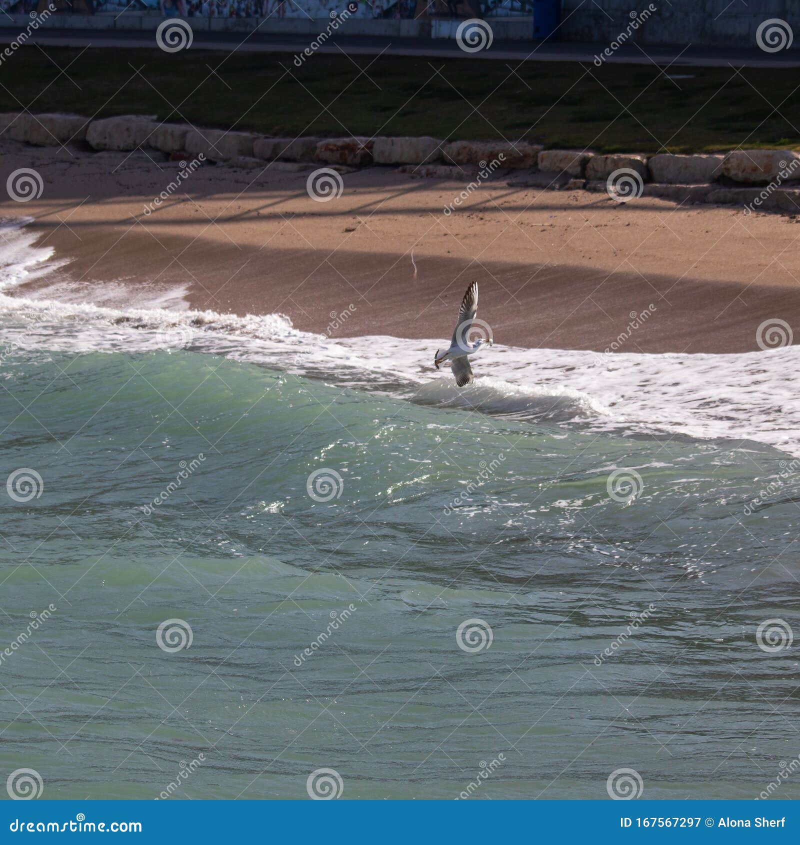 A Yellow Foot Seagull Catching a Fish Stock Image - Image of foot ...