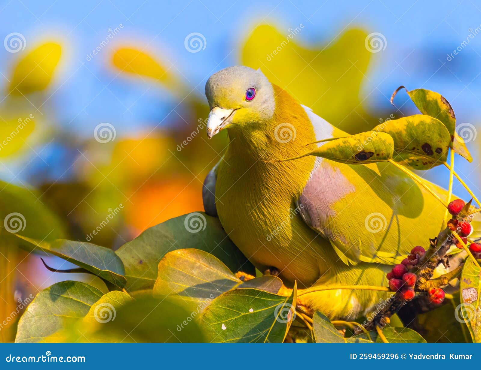 A Yellow Footed Green Pigeon Stock Photo - Image of sanctuary ...