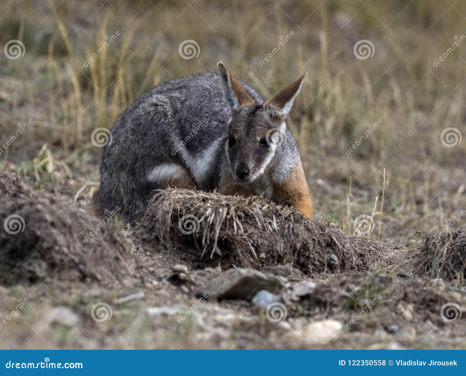 Yellow-footed, Petrogale Xanthopus Xanthopus, Yellow-footed Rock ...