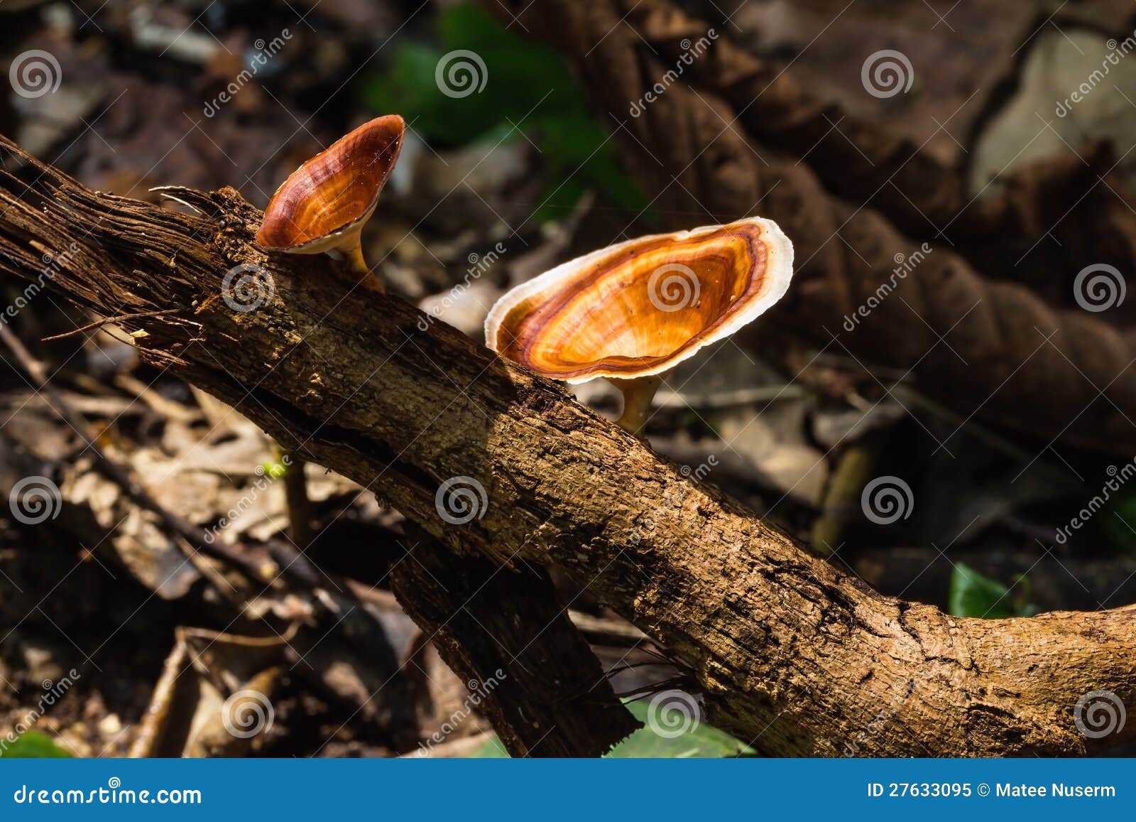 Yellow footed polypore stock image. Image of banded, asian - 27633095