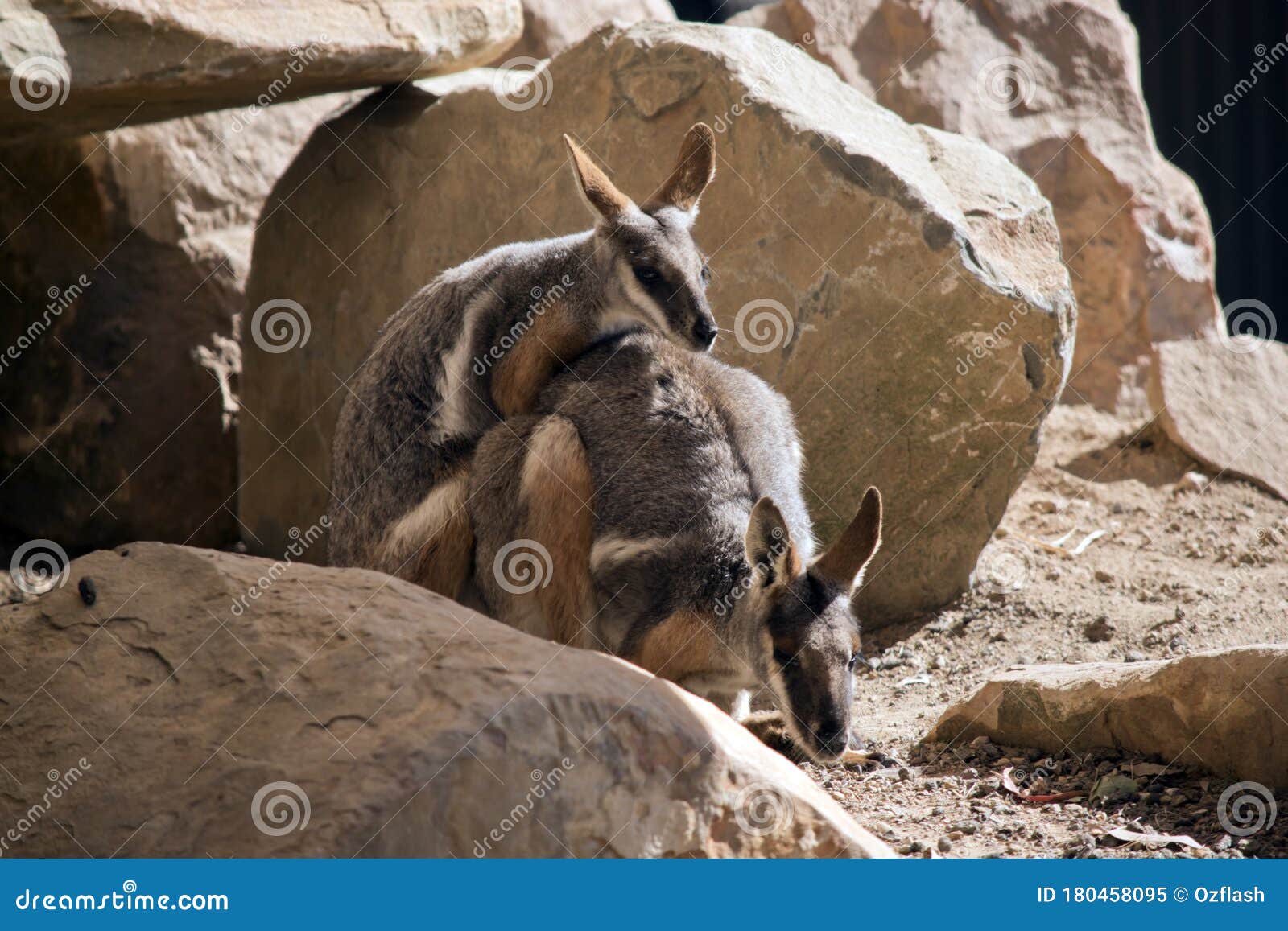 The Yellow Footed Rock Wallabies are Mating Stock Image - Image of grey ...