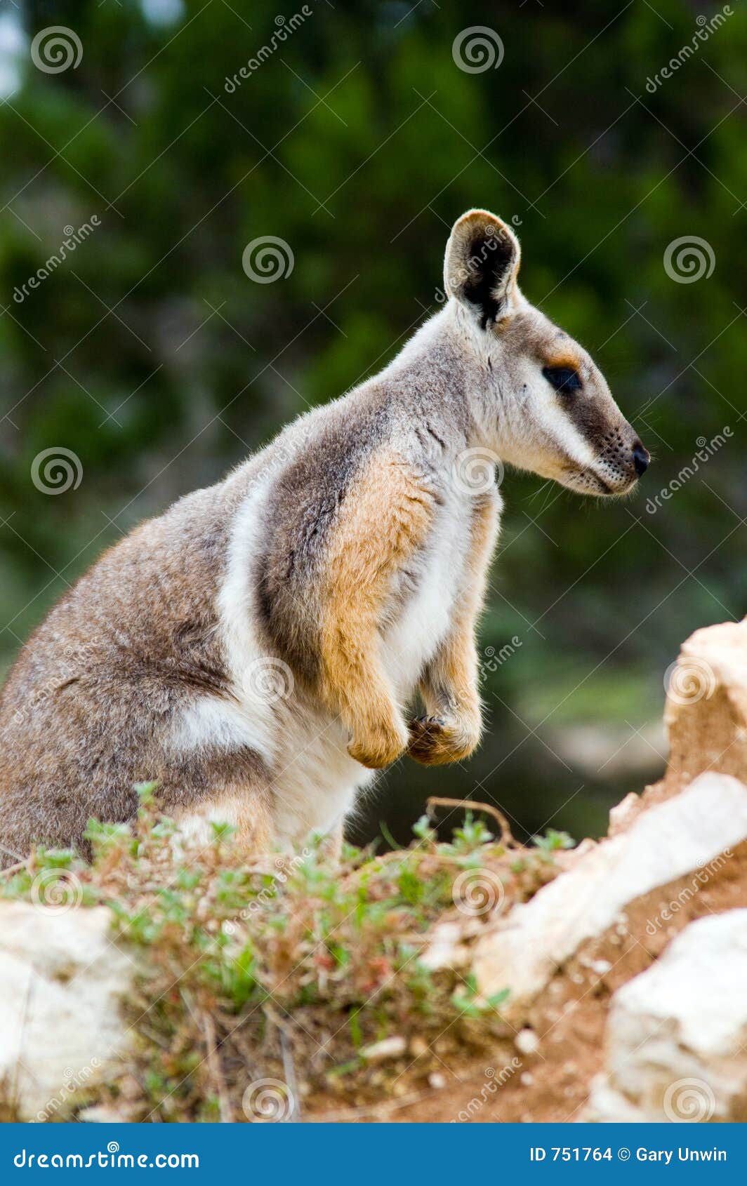Rock Wallaby In Forest , Tenterfield, New South Wales, Australia Stock ...