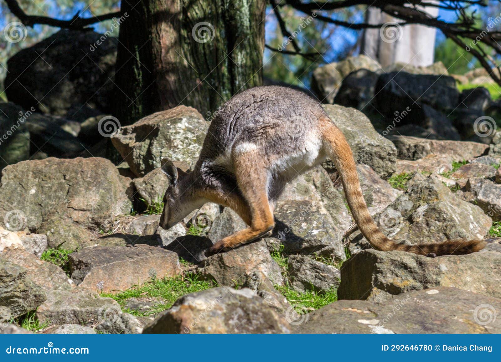 Yellow-footed Rock-wallaby Hopping in South Australia Stock Photo ...