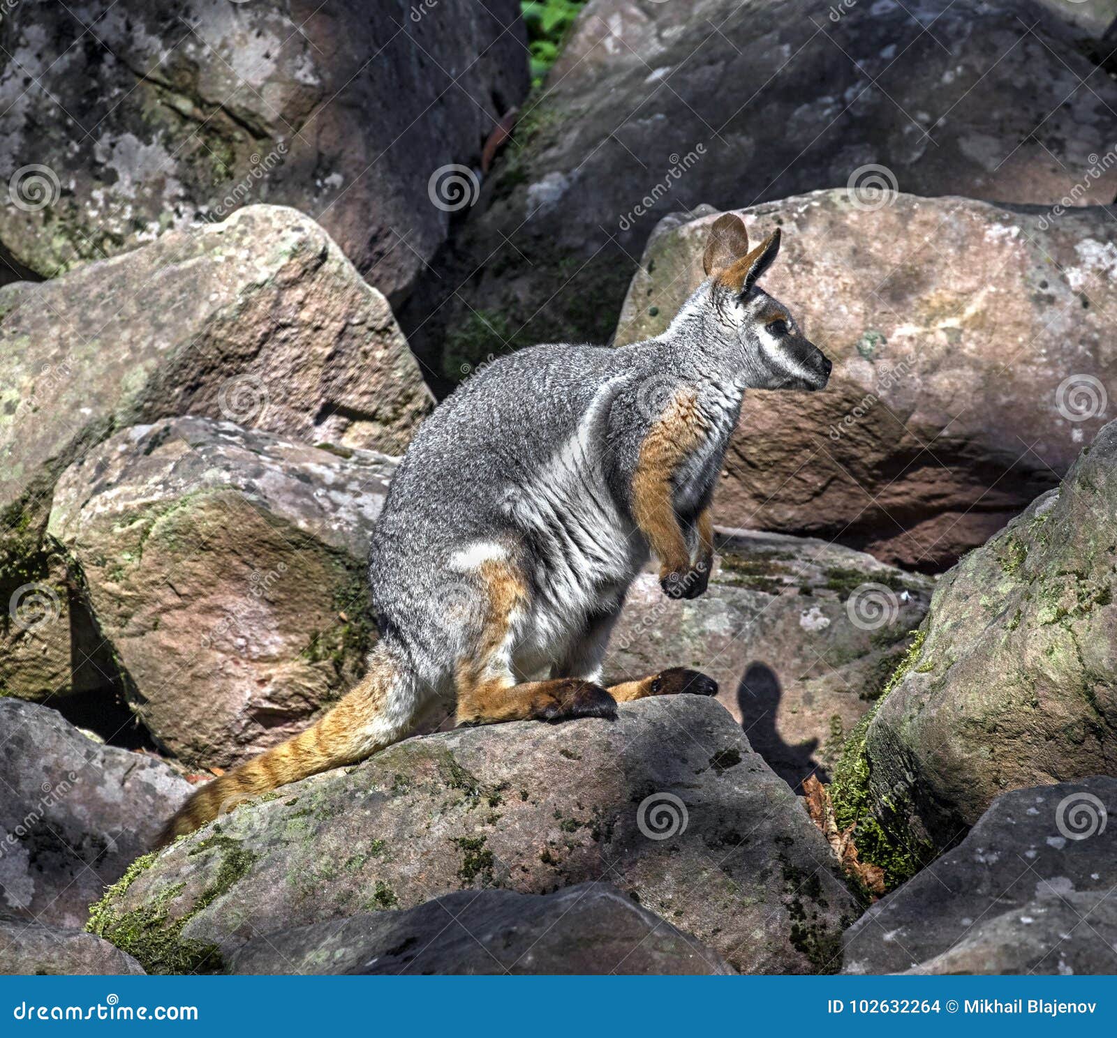 Yellow-footed Rock Wallaby 7 Stock Photo - Image of jump, fauna: 102632264