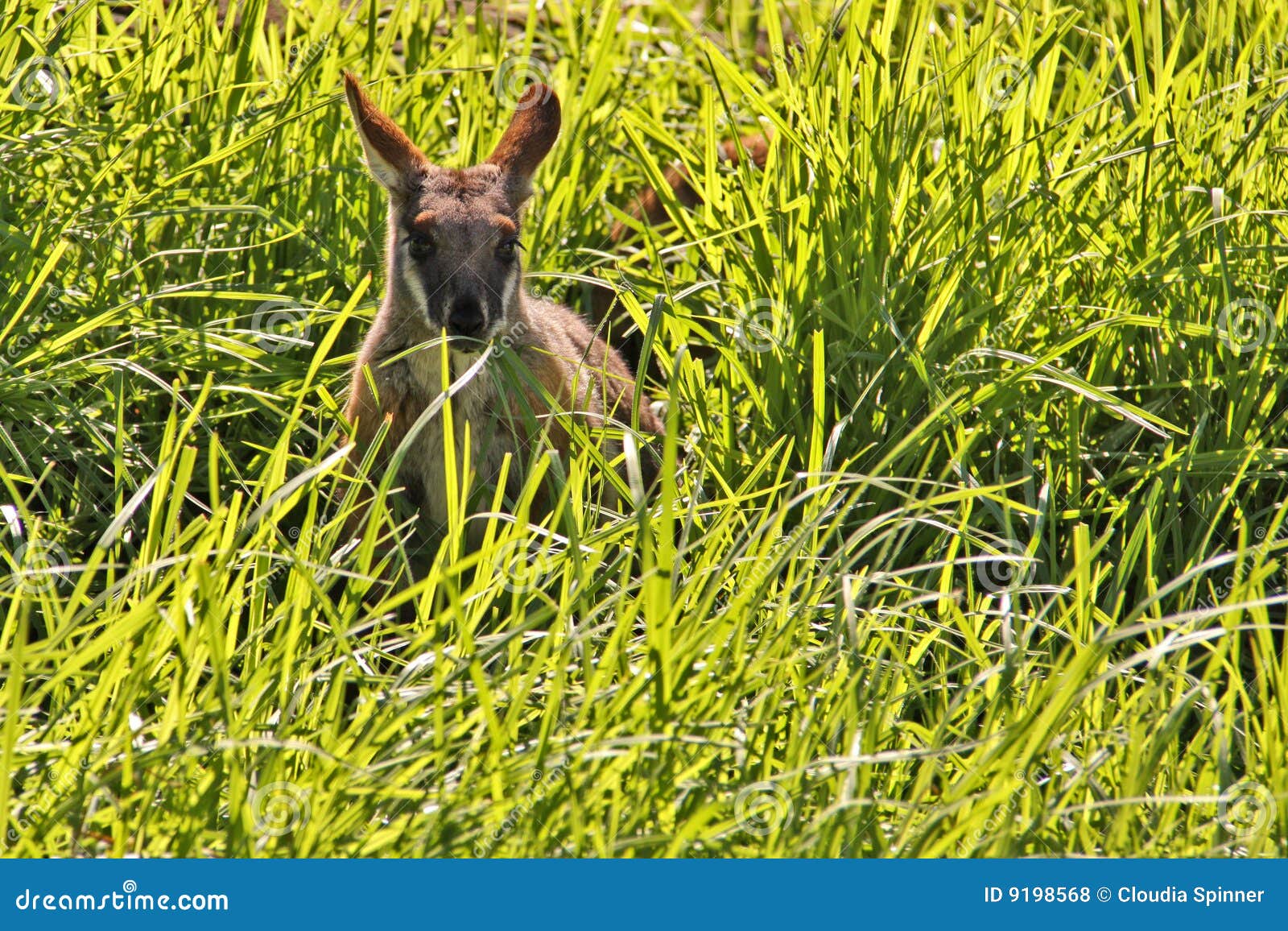 Yellow-Footed Rock-Wallaby in Long Green Grass Stock Photo - Image of ...