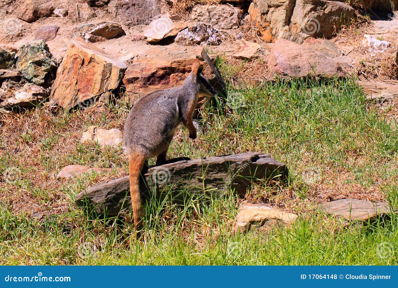 Yellow-Footed Rock-Wallaby - Petrogale Xanthopus Stock Photo - Image of ...