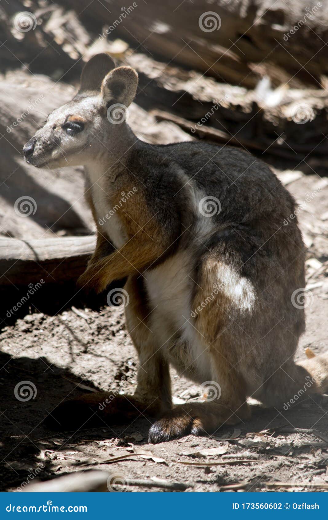 This is a Side View of a Yellow Footed Rock Wallaby Stock Photo - Image ...