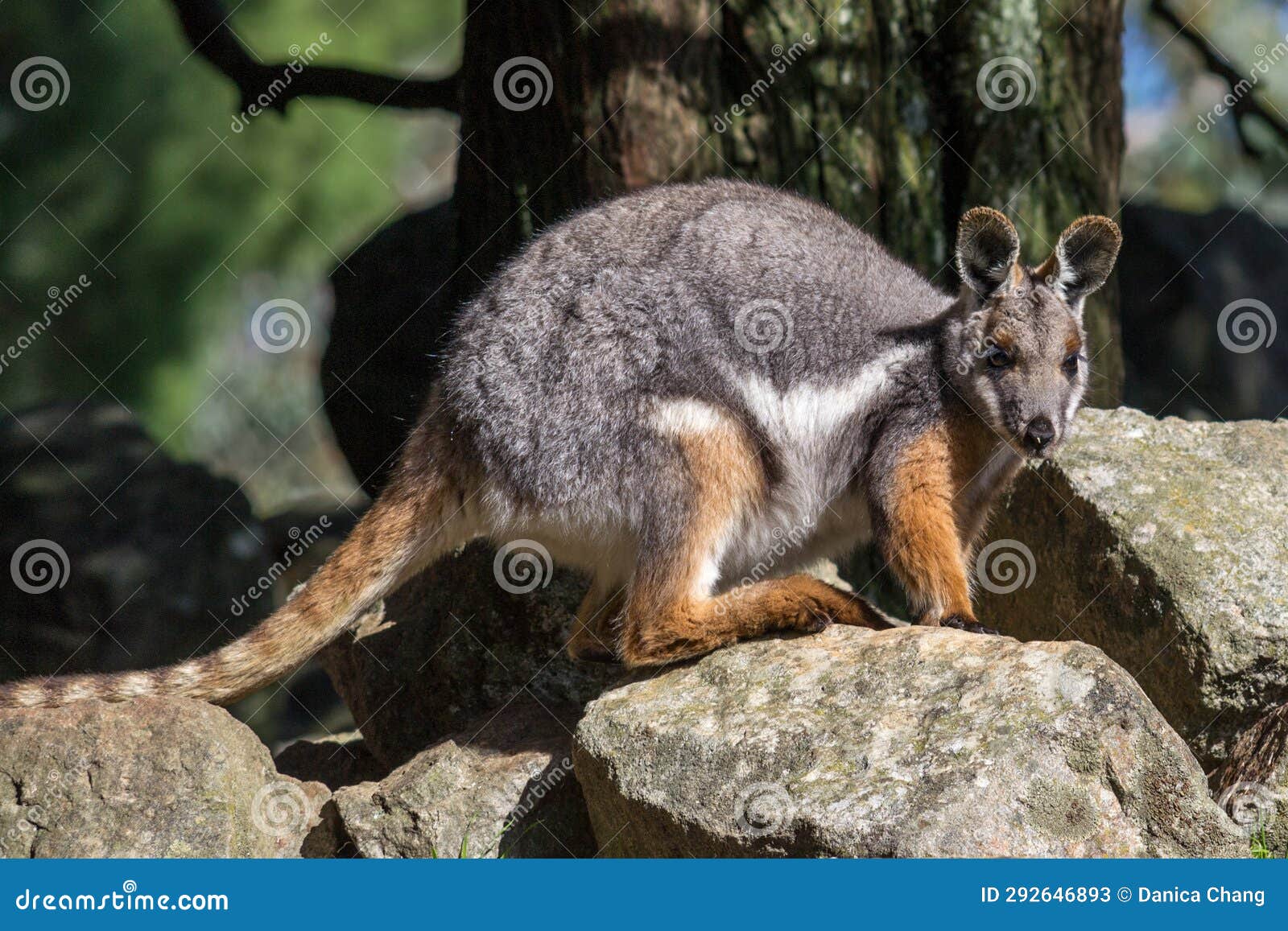 Yellow-footed Rock-wallaby Standing on Some Rocks Stock Image - Image ...